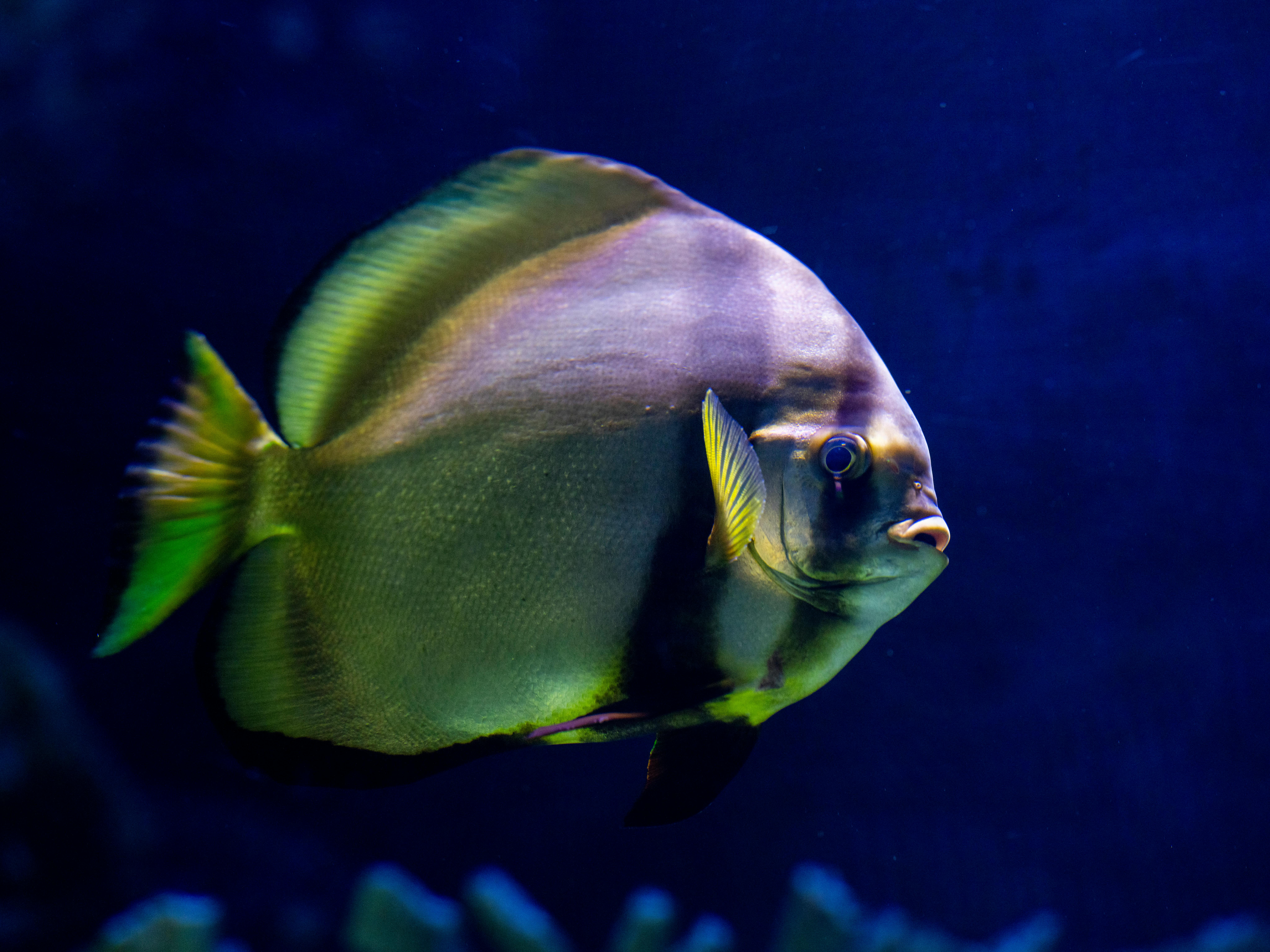 Rosy Barbs Fish: Easy Care, Fun Facts, and Tank Tips