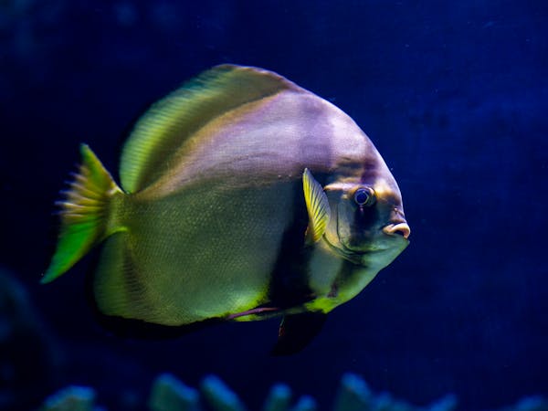 Fish No Background Photos, Download The BEST Free Fish No Background ...