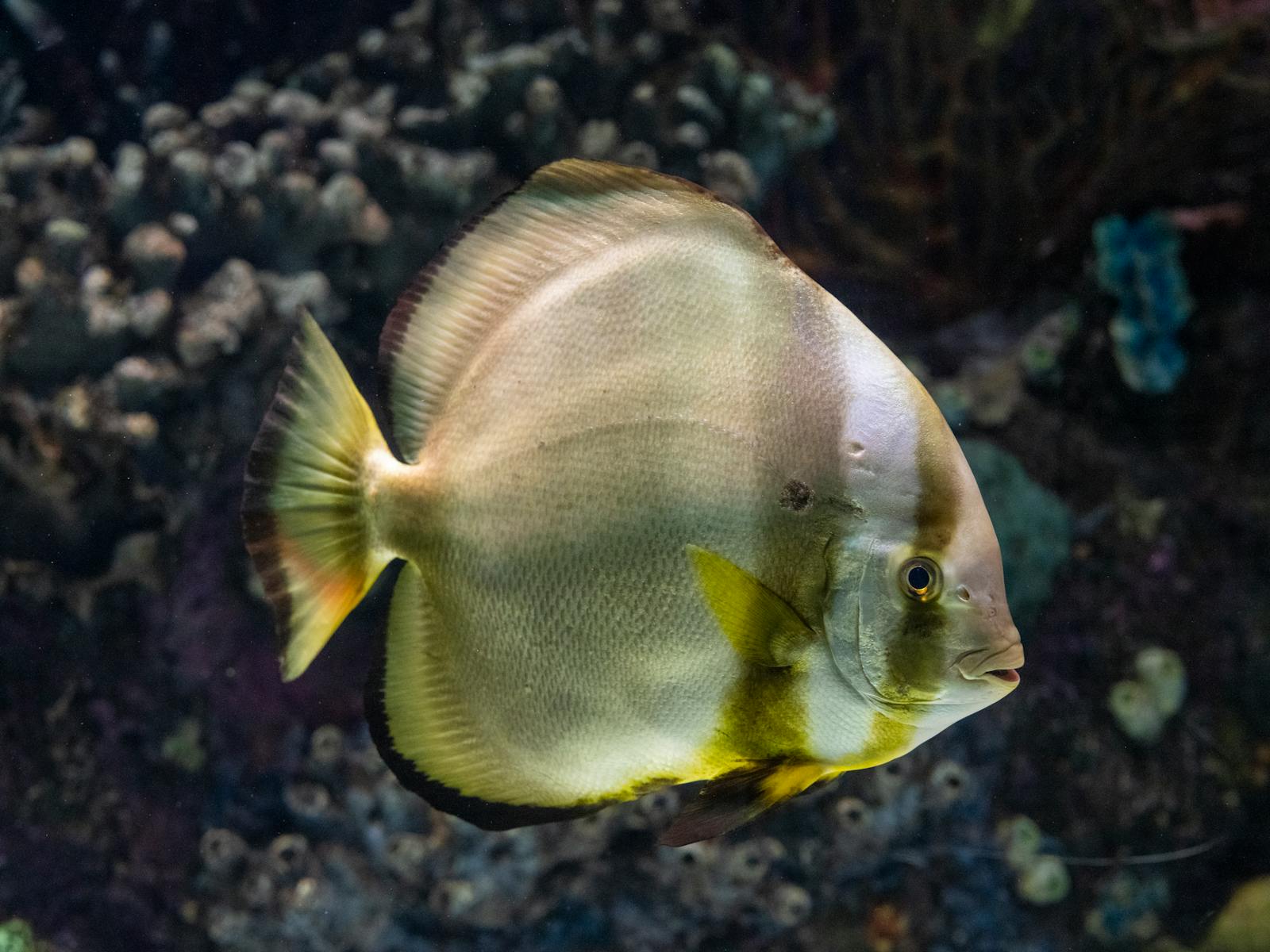 Fisch Fish Photos, Download The BEST Free Fisch Fish Stock Photos & HD ...