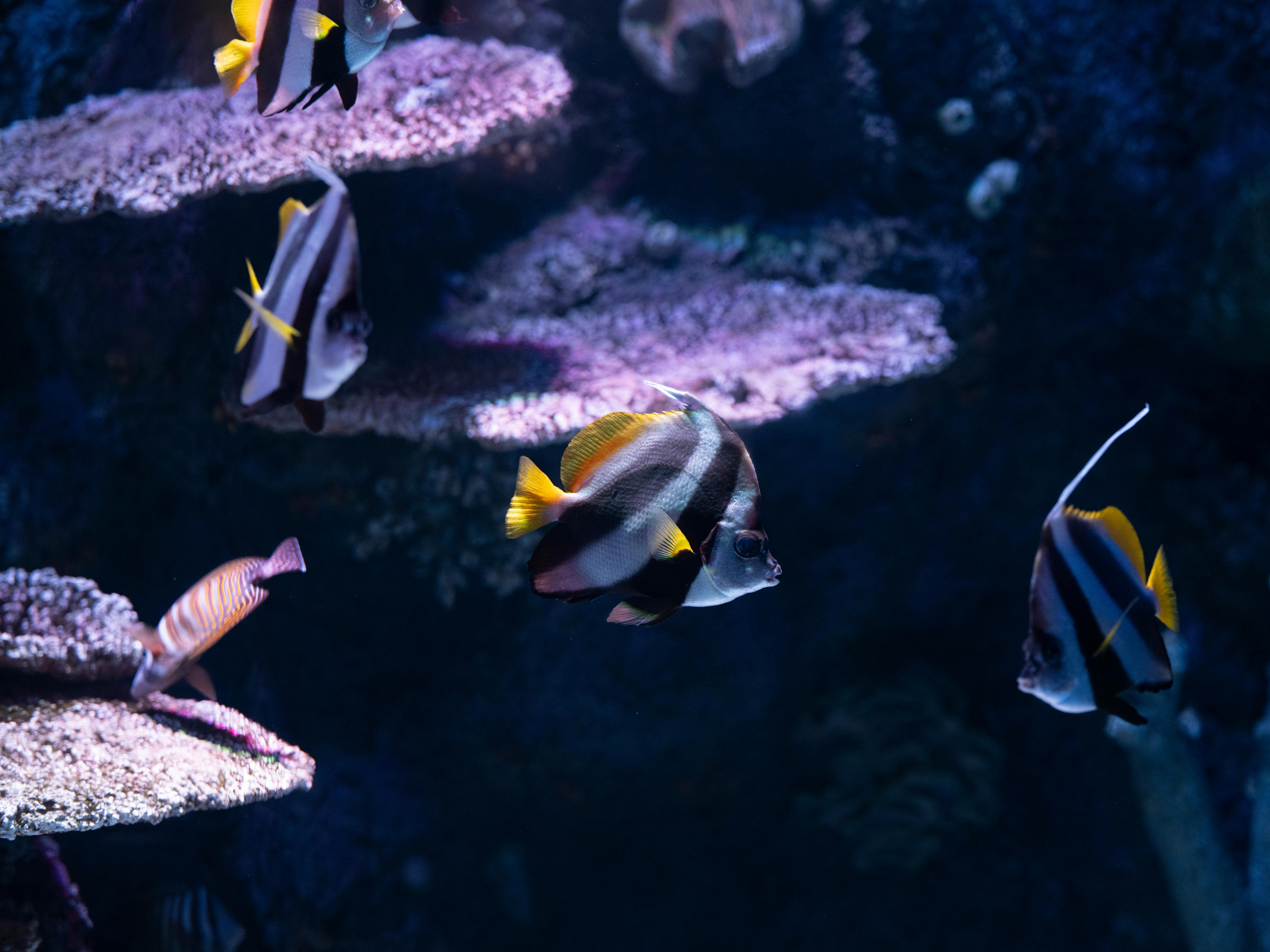 Vibrant Tropical Fish in an Aquarium · Free Stock Photo