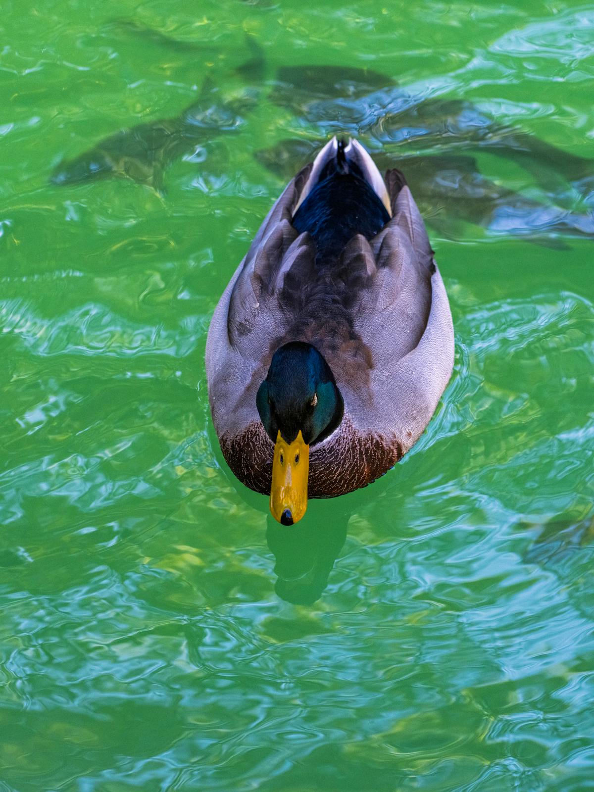 Donald Duck Photos, Download The BEST Free Donald Duck Stock Photos ...