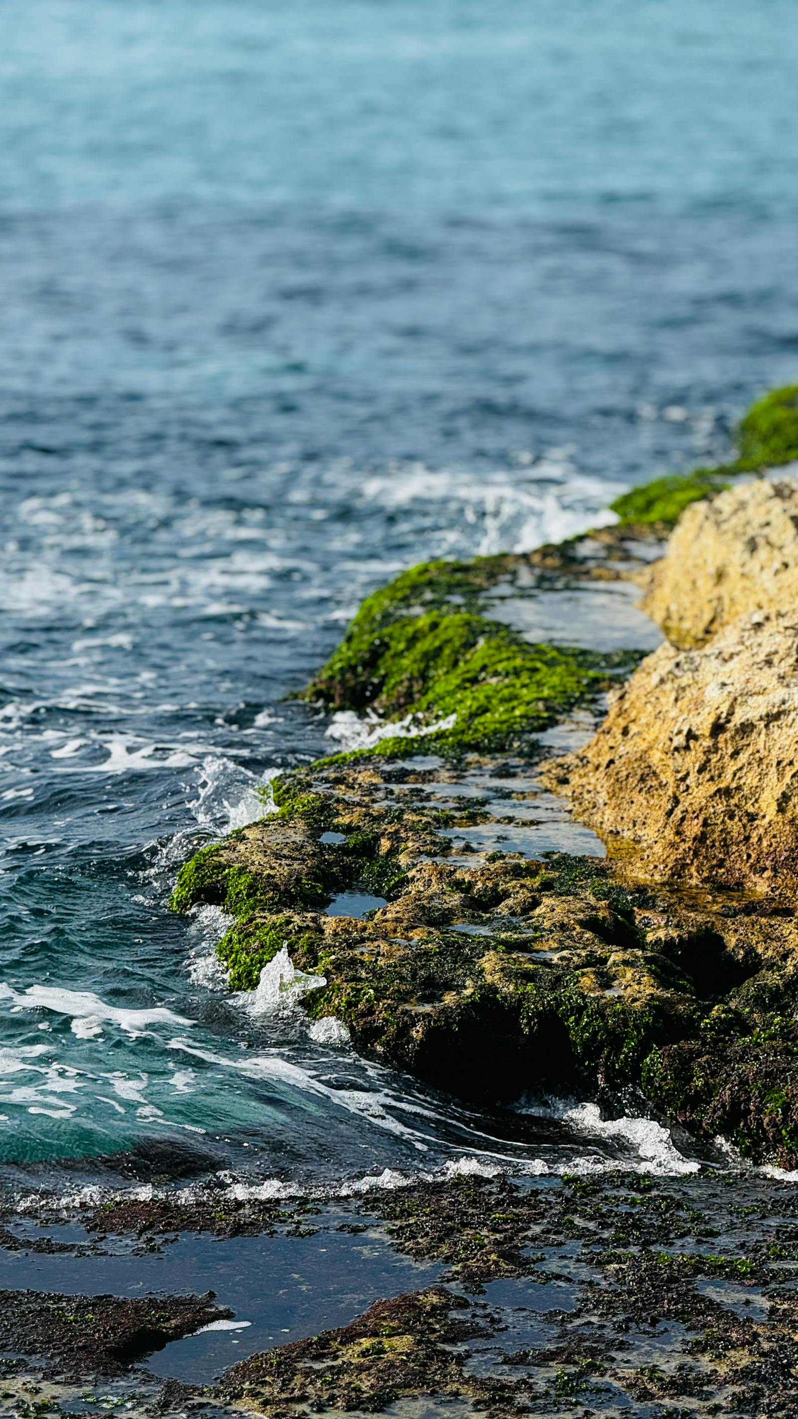 Algae Photos, Download The BEST Free Algae Stock Photos & HD Images