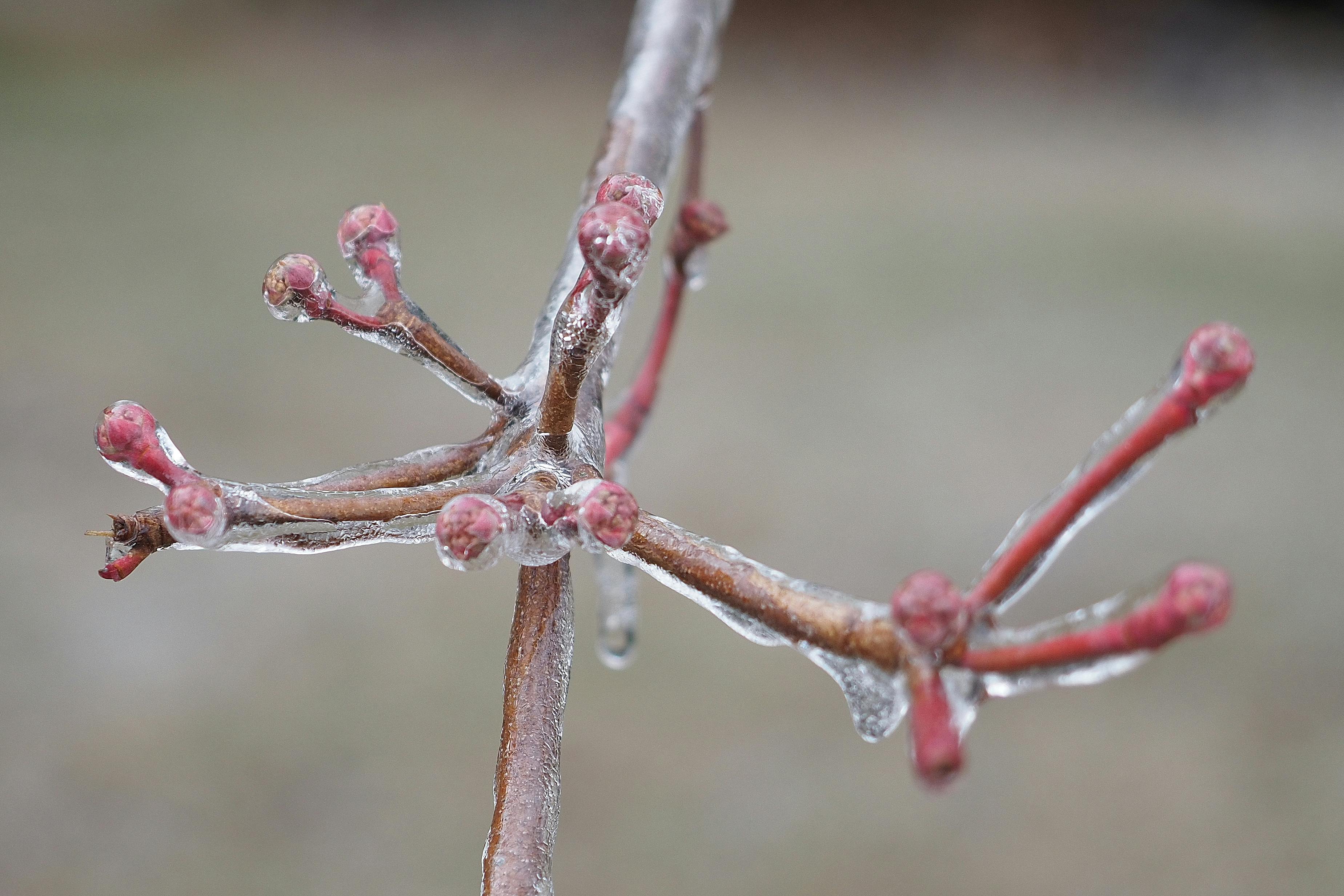 Close-up of Icy Red Buds on Tree Branch · Free Stock Photo
