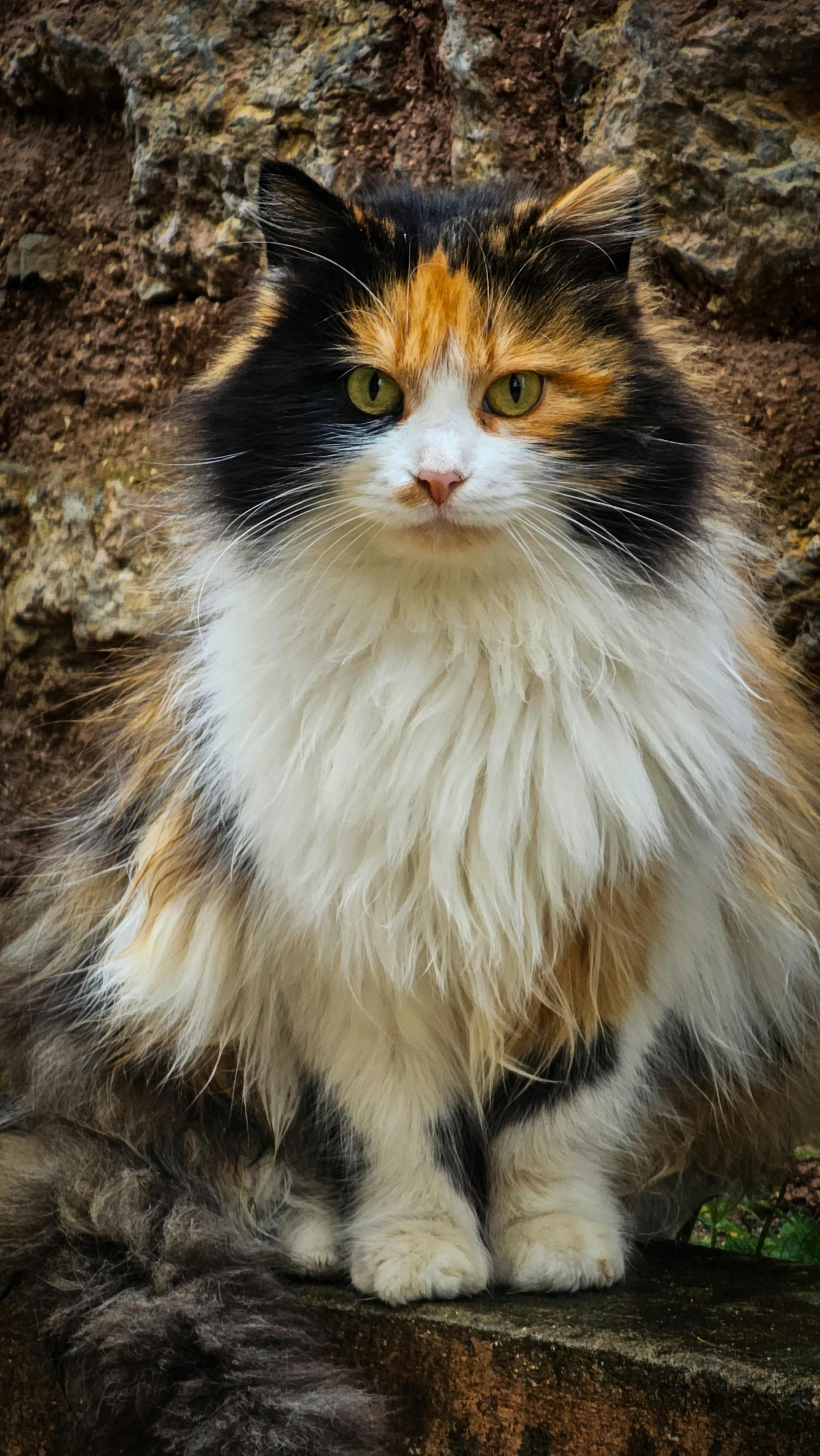 Fluffy Calico Cat Against Rustic Stone Wall · Free Stock Photo