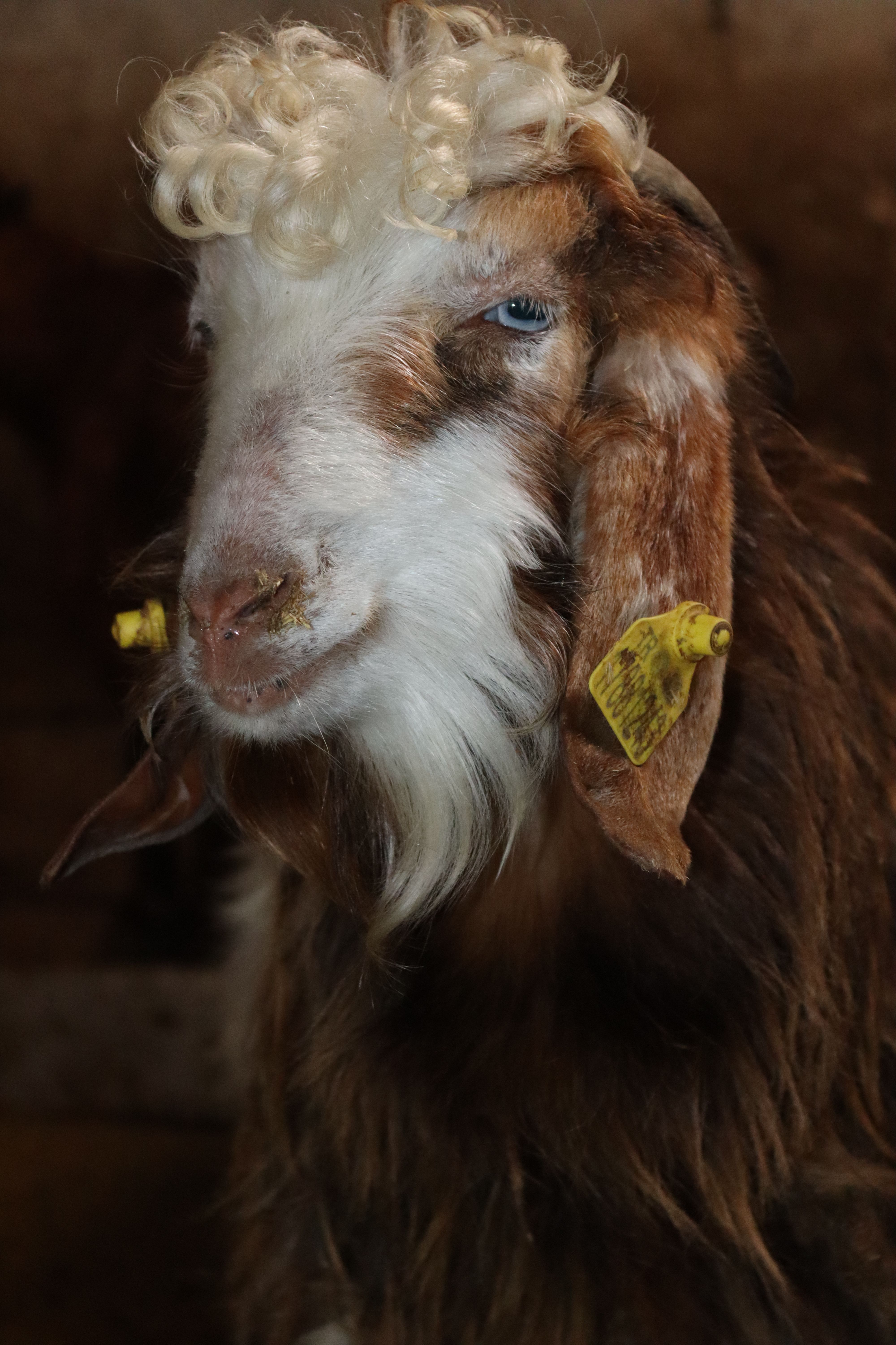 Portrait of a Domestic Goat with Curly Hair · Free Stock Photo