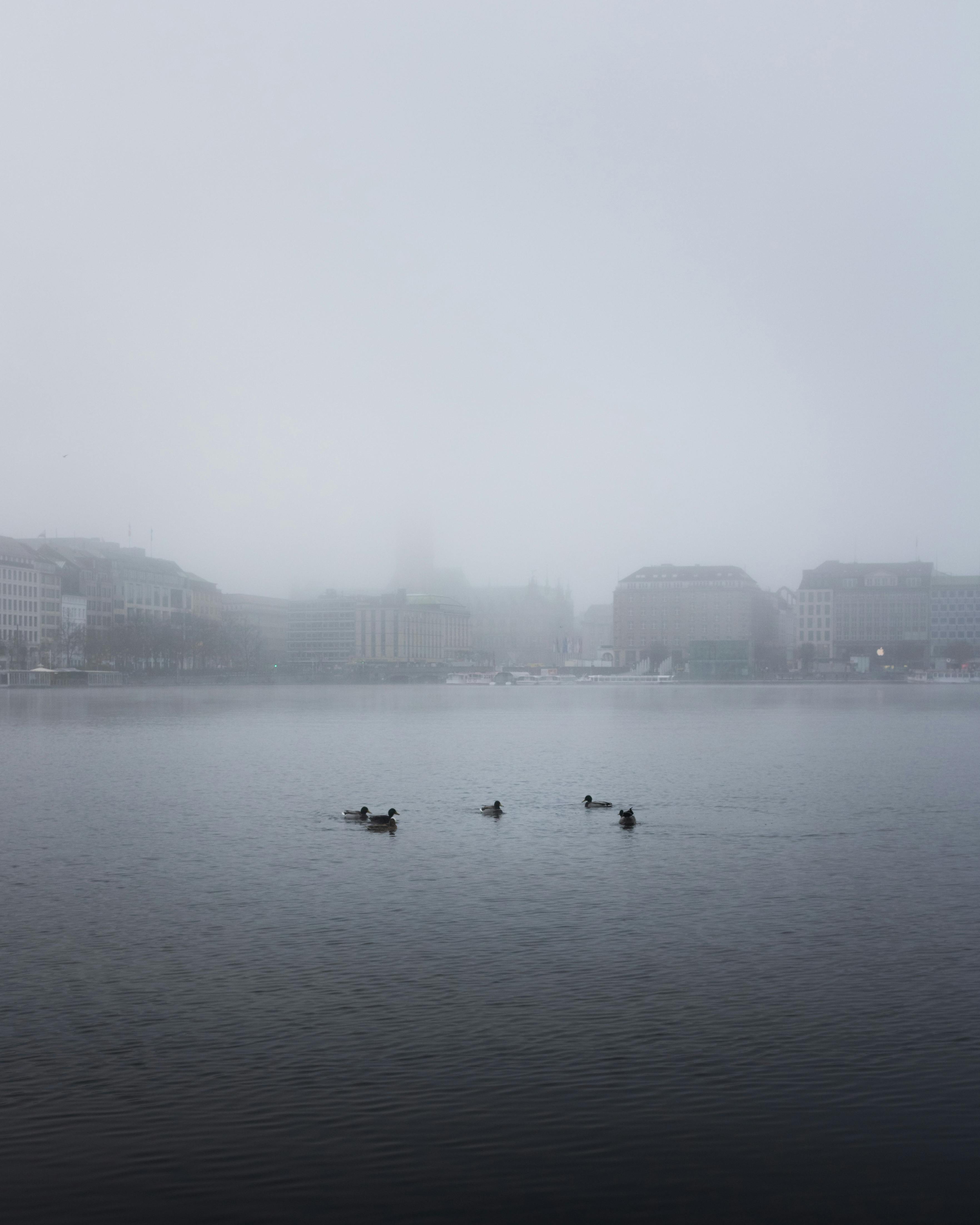 Foggy Morning Scene with Ducks in Hamburg · Free Stock Photo