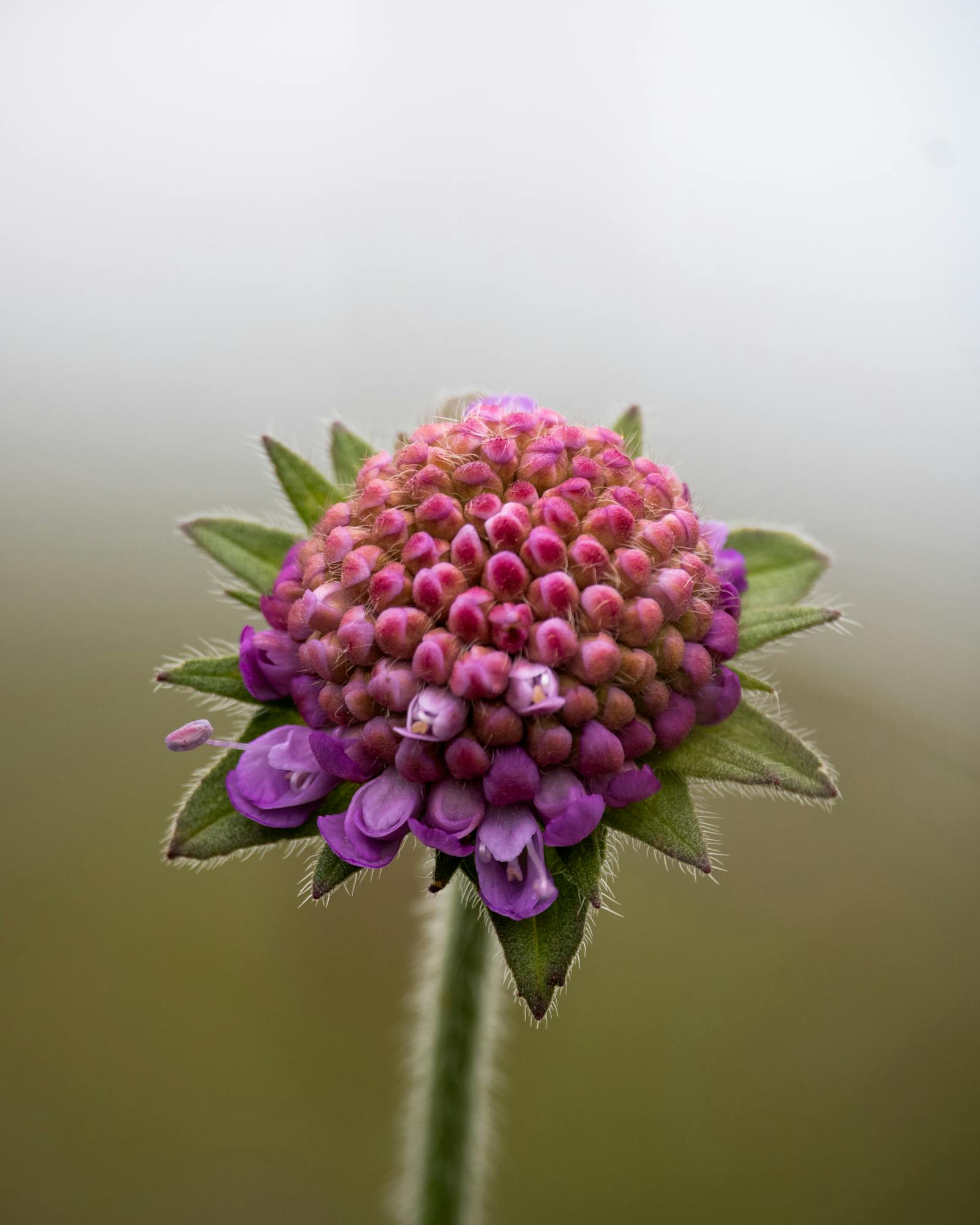 4k Wallpaper Flower Pots Photos, Download The BEST Free 4k Wallpaper ...