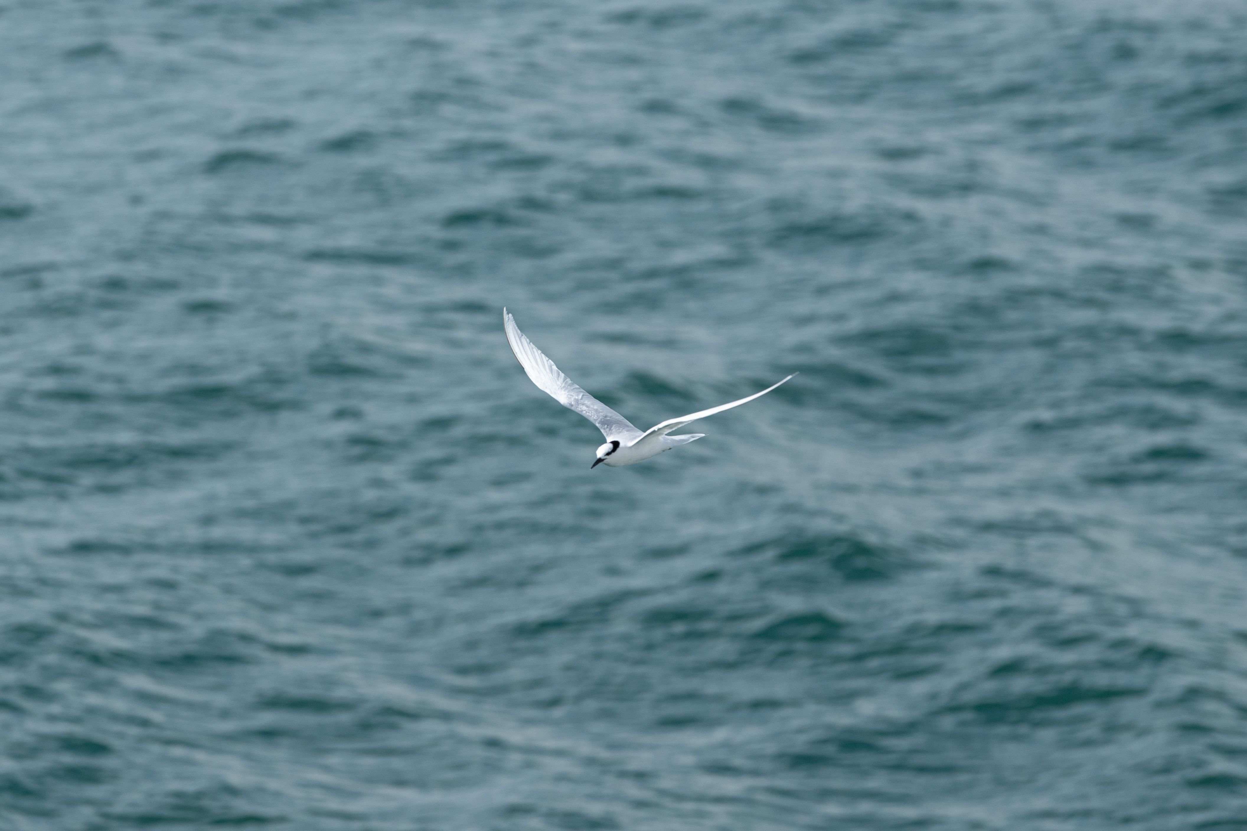 Elegant White Tern Soaring Over Ocean Waters · Free Stock Photo