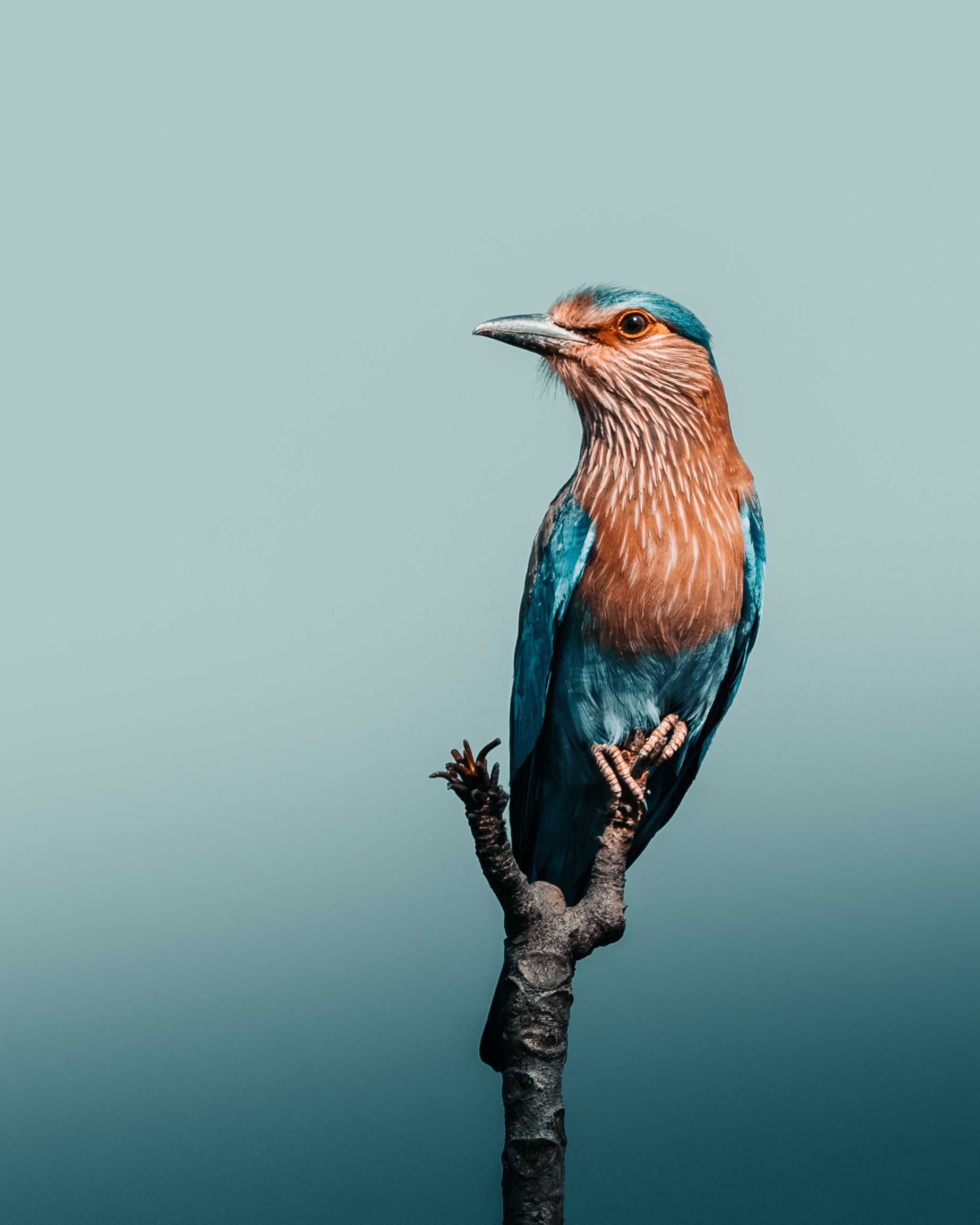 Indian Roller Bird Perched on Tree Branch · Free Stock Photo