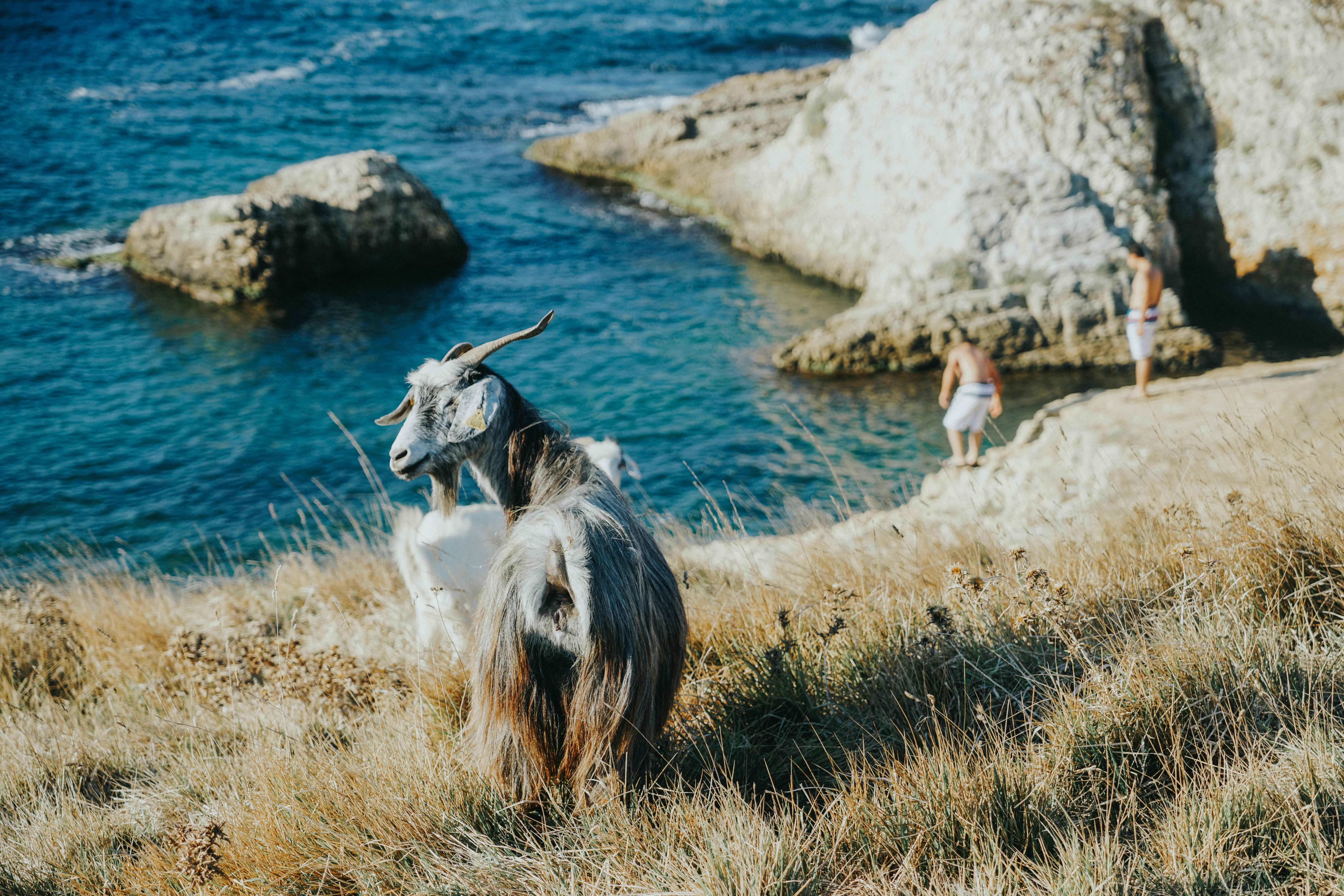 Mountain Goat Grazing by the Sea on a Sunny Day · Free Stock Photo