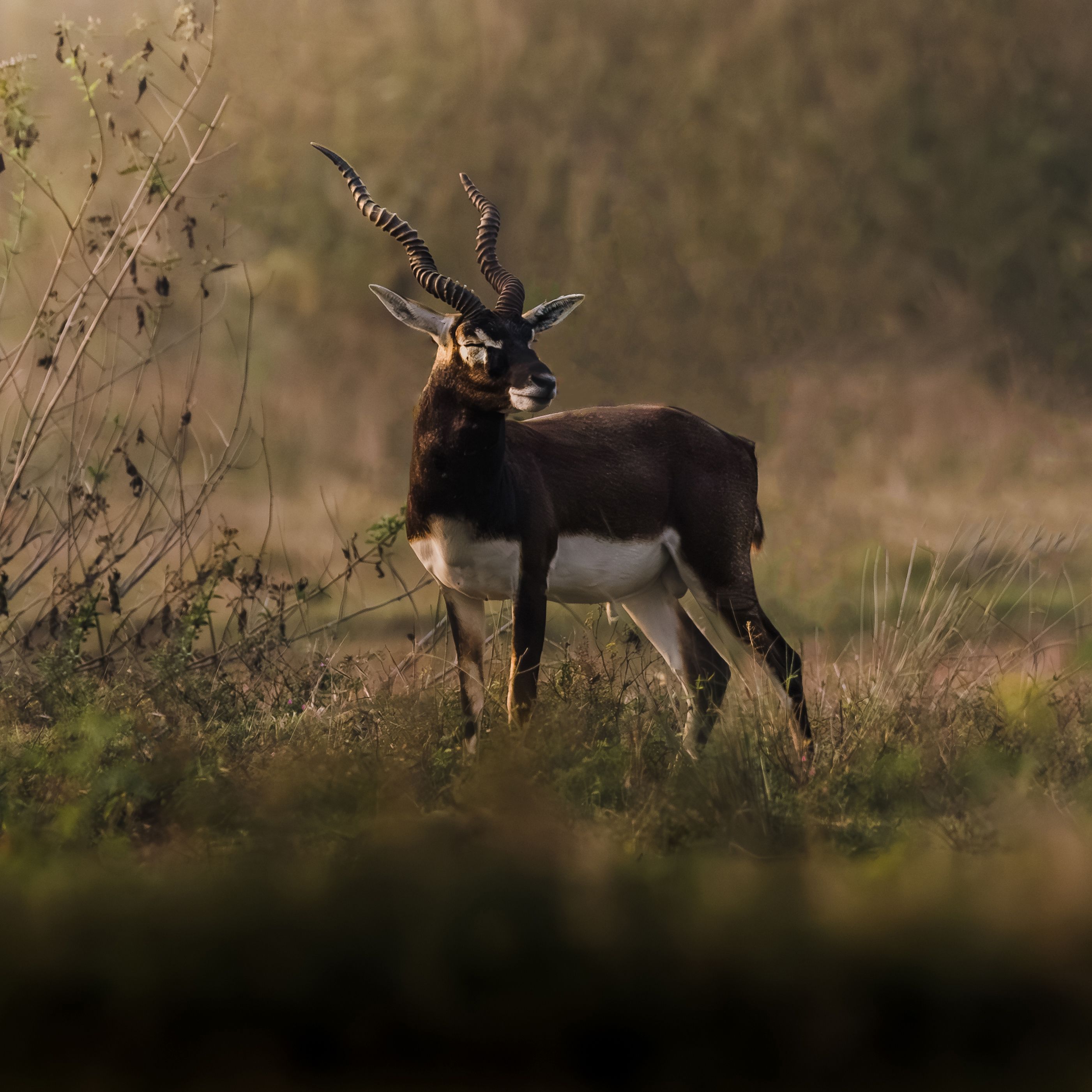 Majestuoso Antílope Negro En Vetnai, Reserva De Vida Salvaje De Odisha ...