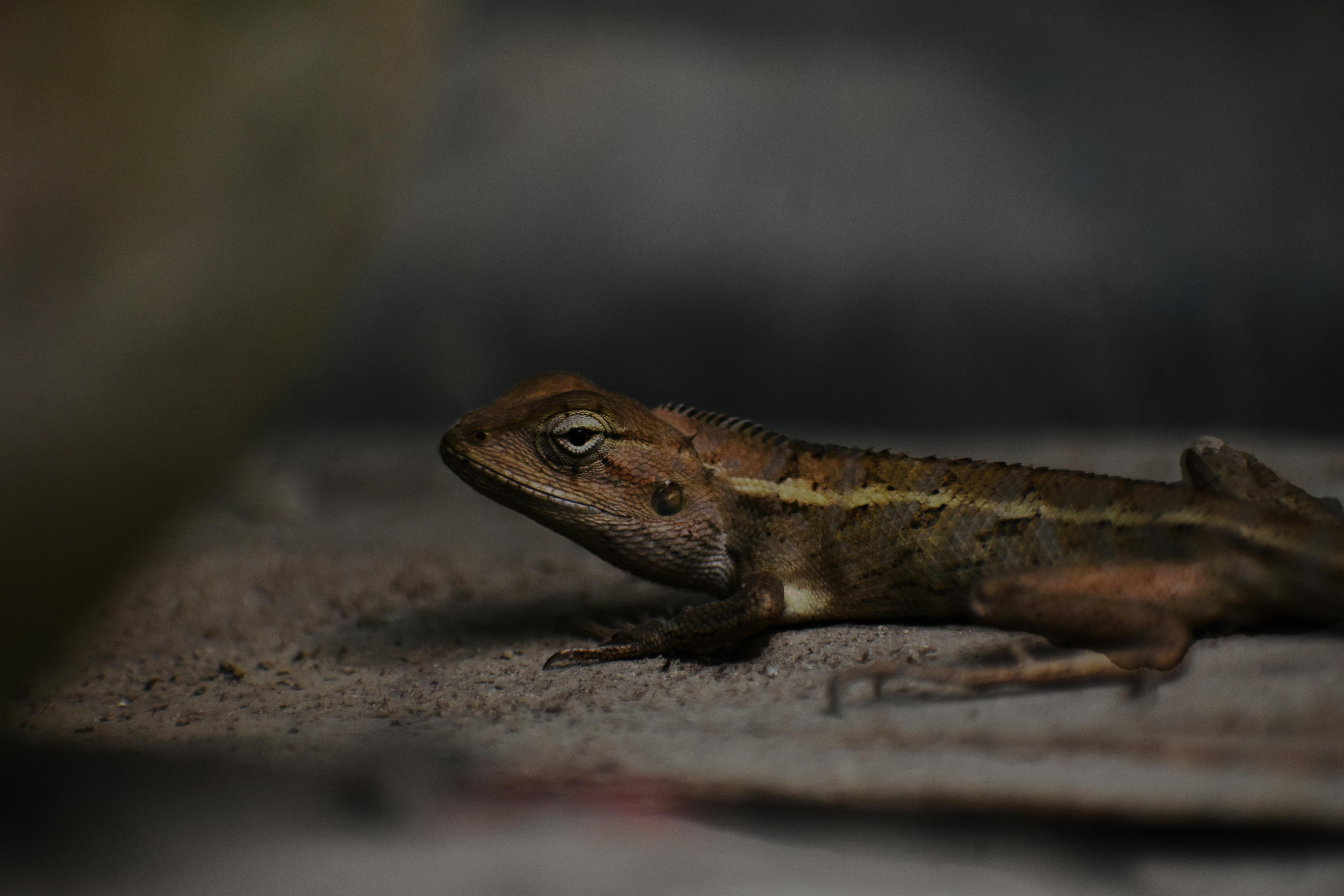 Close-up of Brown Lizard on Concrete Surface · Free Stock Photo
