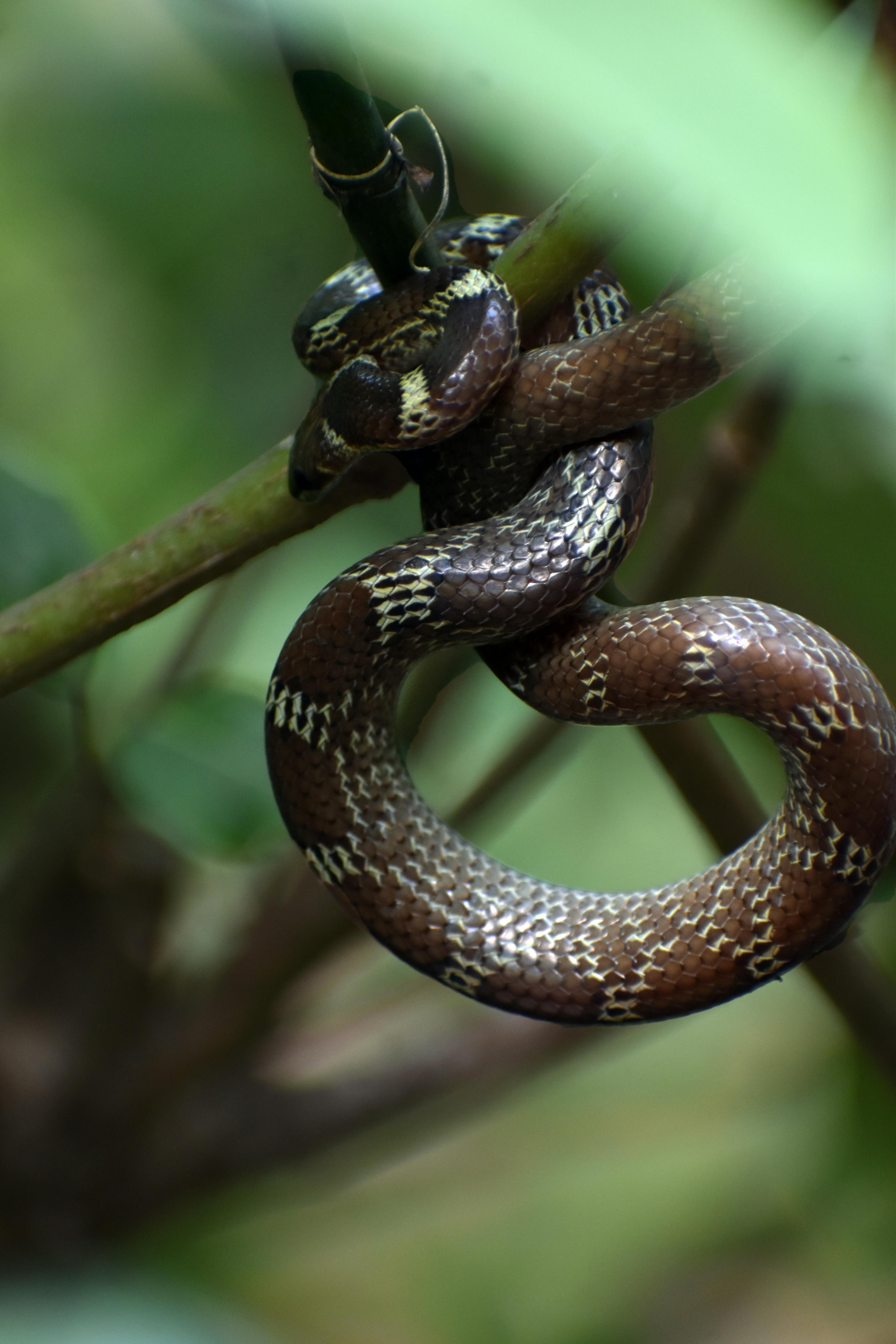 Snake Identification Photos, Download The BEST Free Snake ...