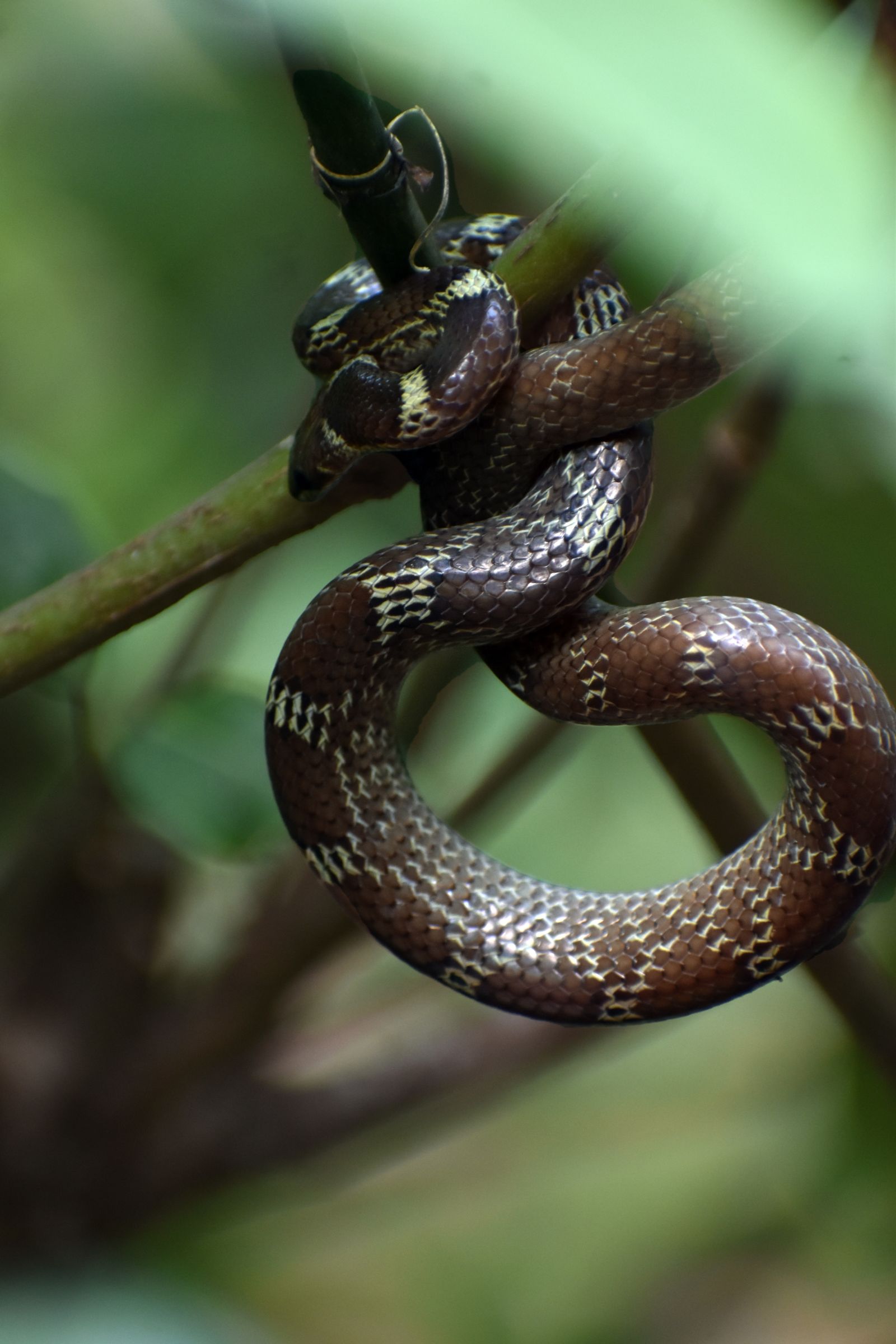 Coiled Snake Photos, Download The BEST Free Coiled Snake Stock Photos ...