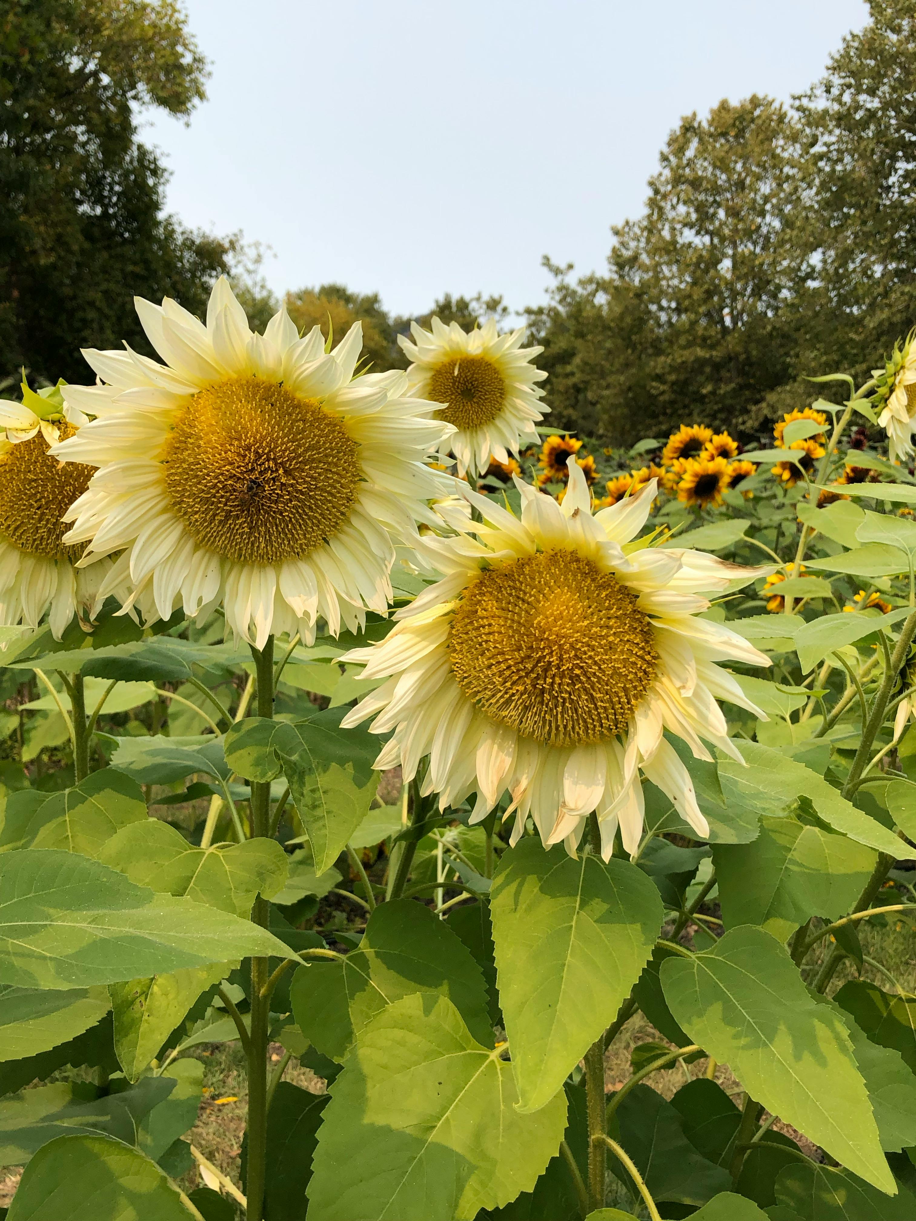 Sunflower Farms Photos, Download The BEST Free Sunflower Farms Stock ...
