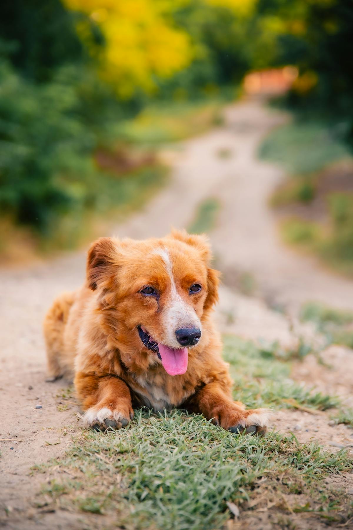 Happy Pet Photos, Download The BEST Free Happy Pet Stock Photos & HD Images