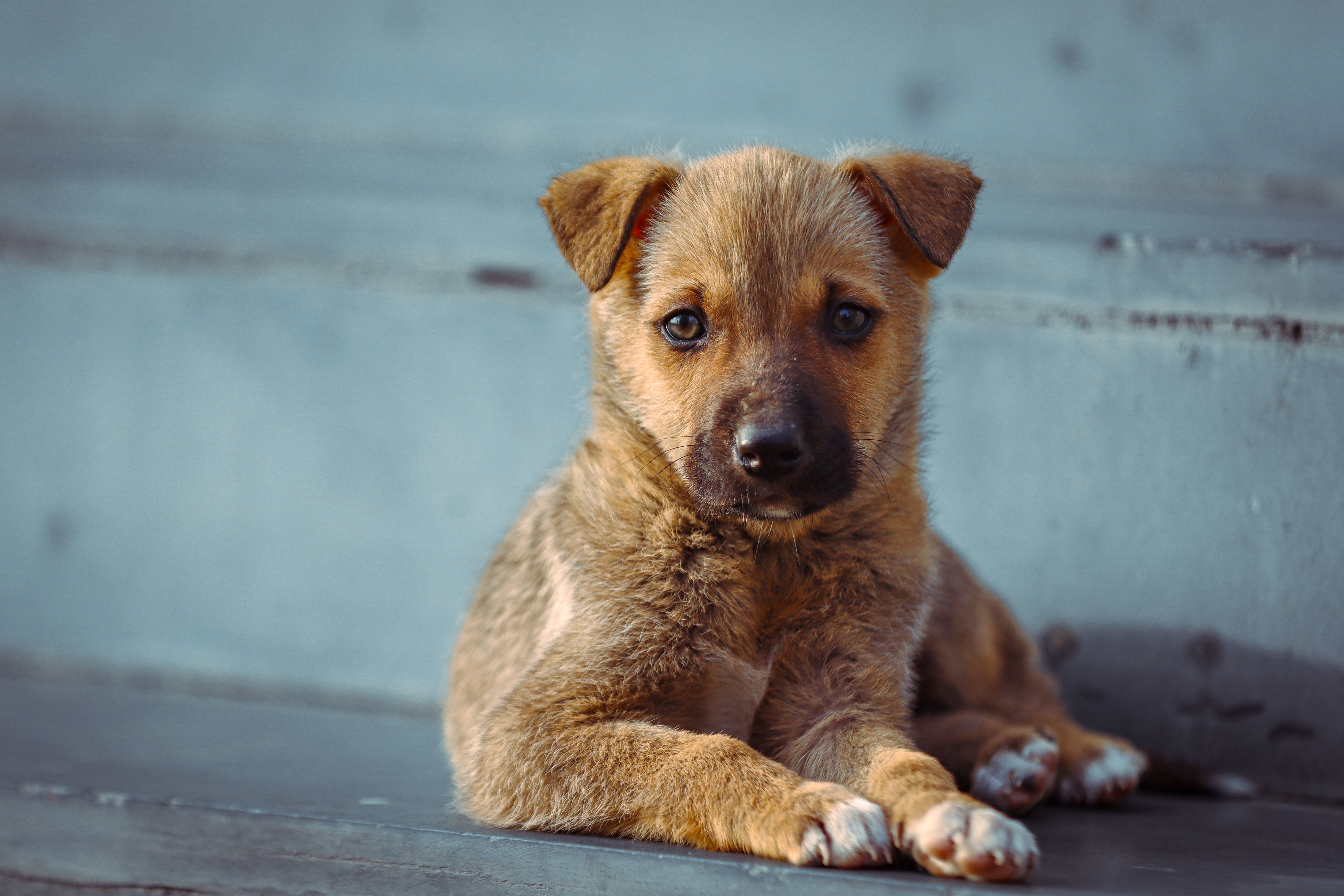 Adorable Puppy Relaxing on Steps · Free Stock Photo
