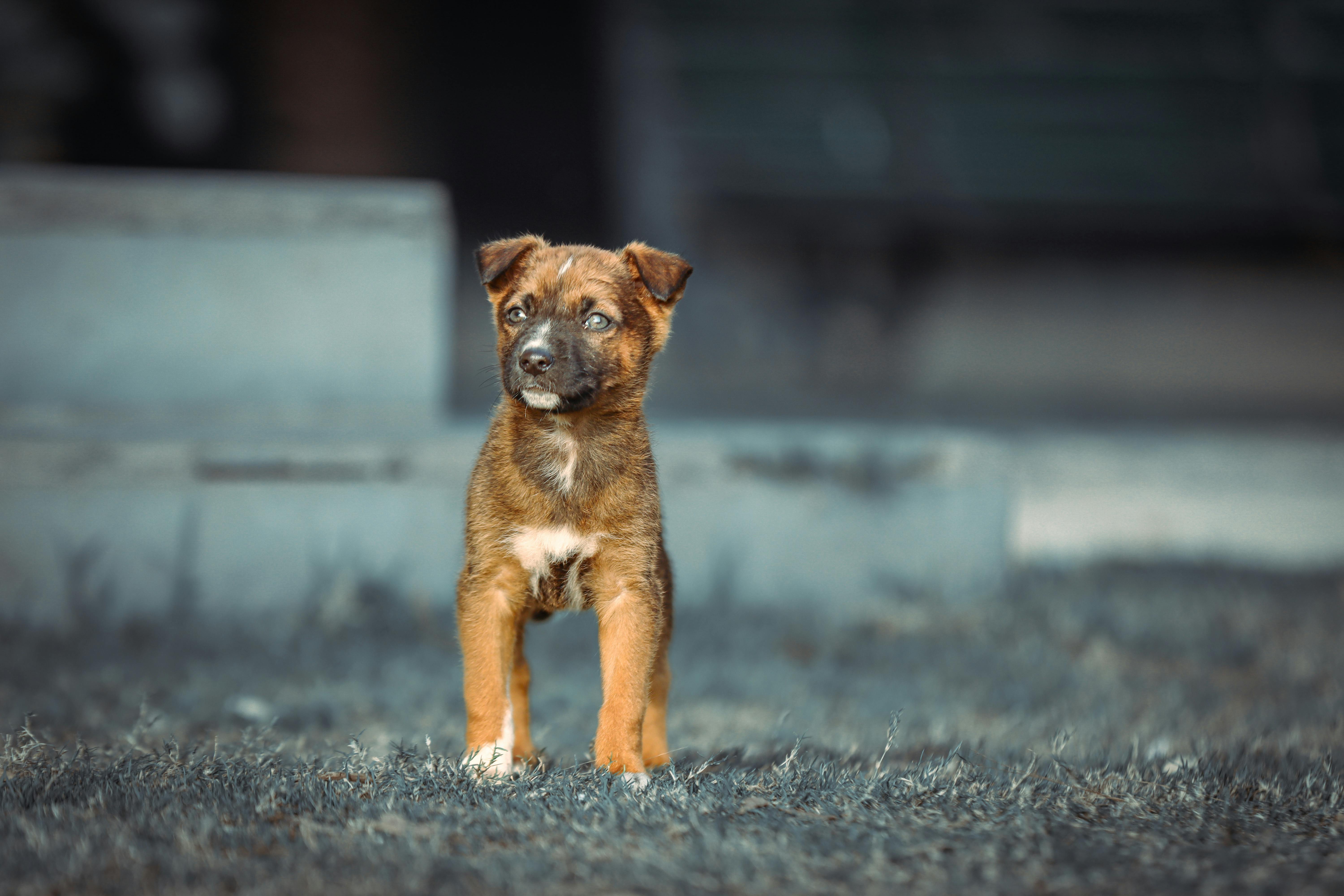 Dog Breed Photos, Download The BEST Free Dog Breed Stock Photos & HD Images