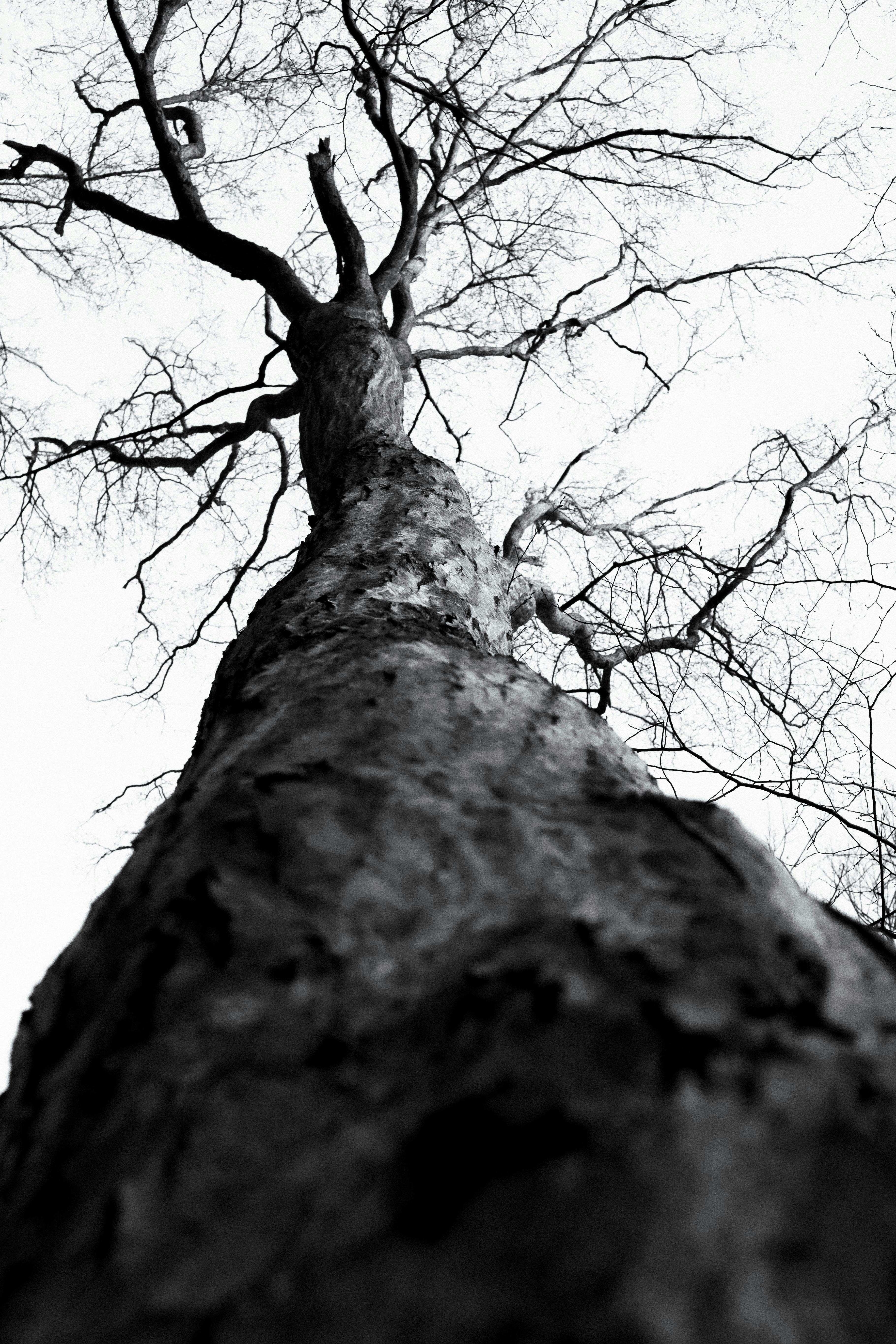 Dramatic Black and White Tree Perspective · Free Stock Photo