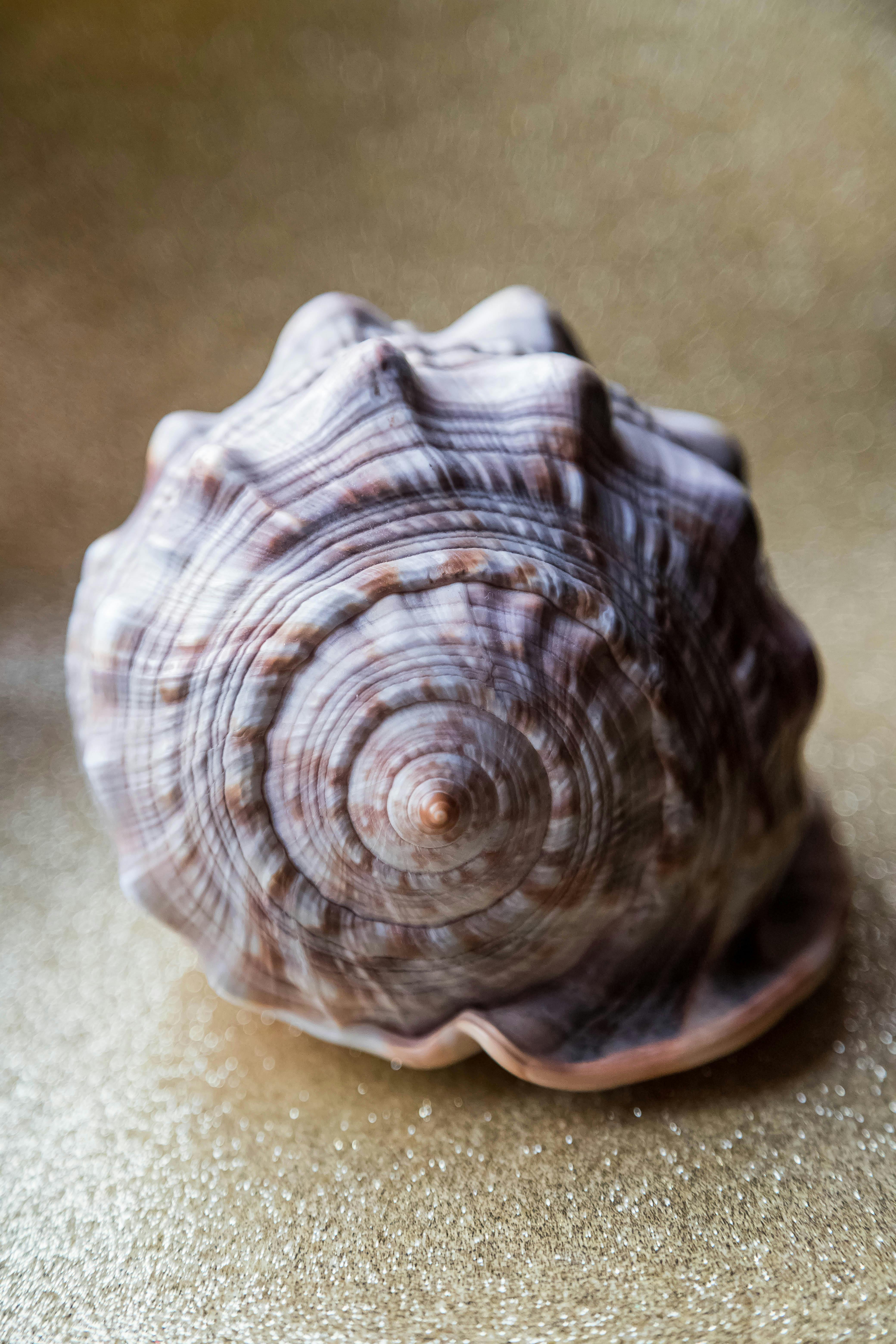 Close-up of a Spiral Sea Shell on Sand · Free Stock Photo