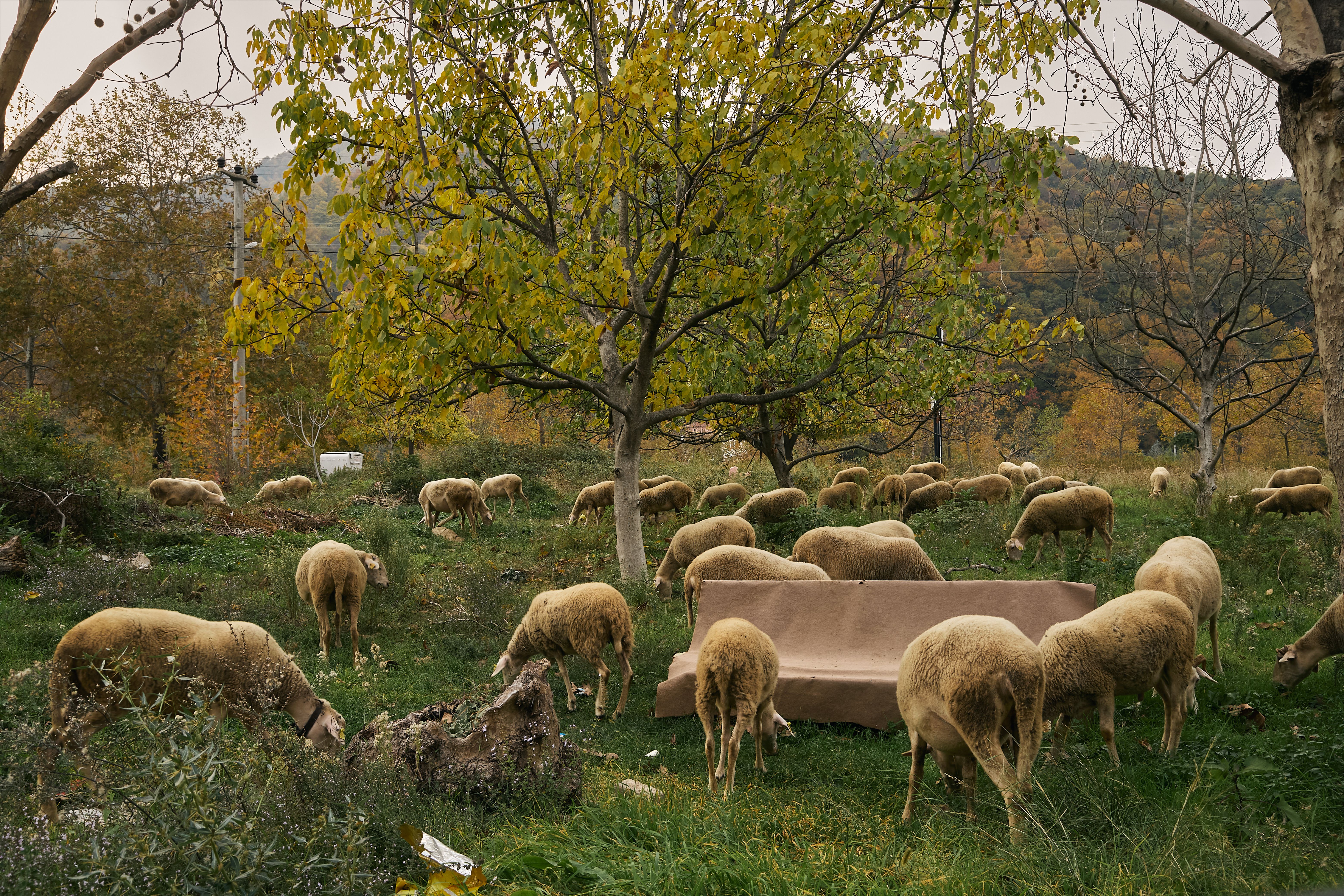 Ovejas Pastando En Un Exuberante Paisaje Forestal Otoñal · Foto de ...