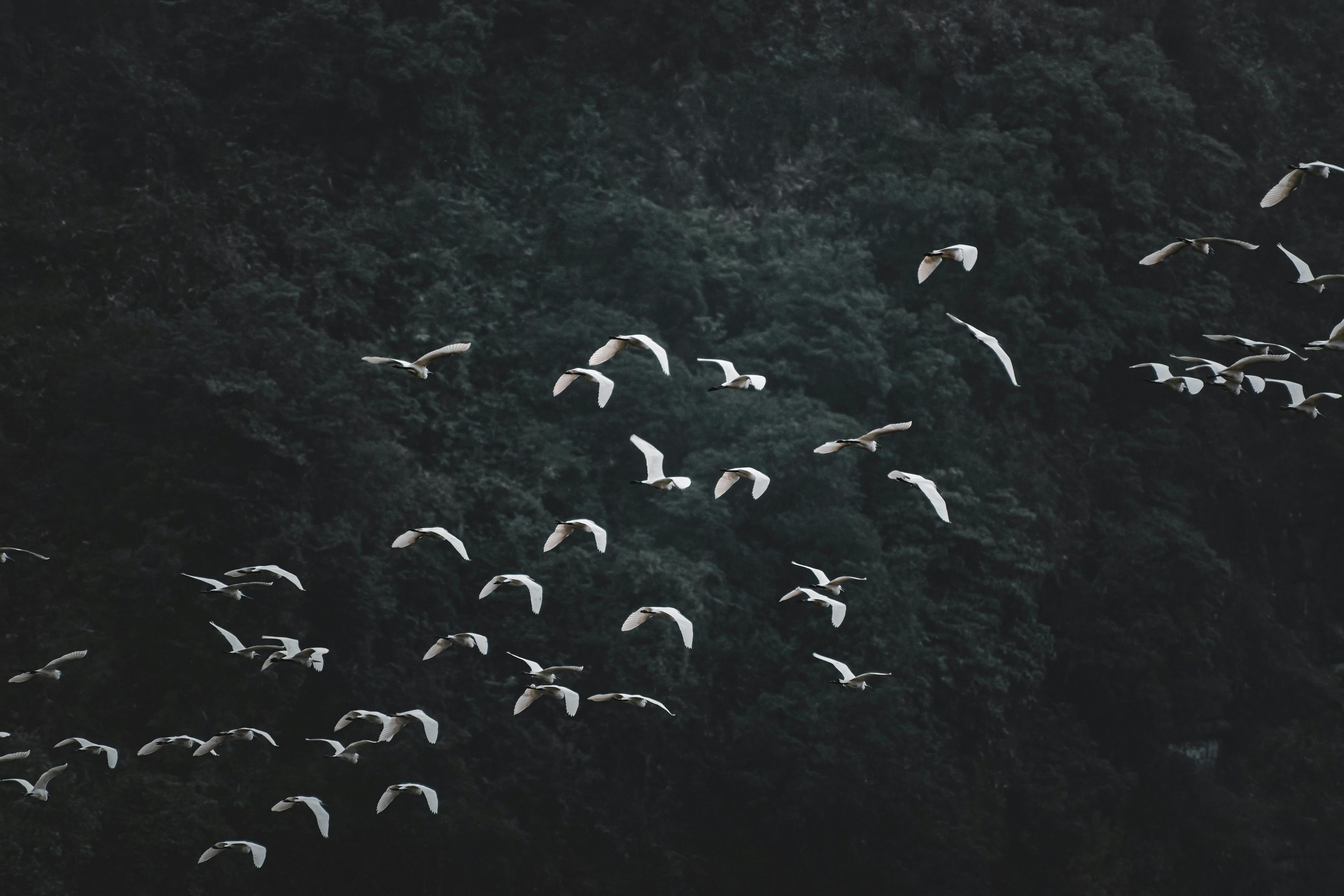 Flock of Birds Flying Over Dense Forest Canopy · Free Stock Photo