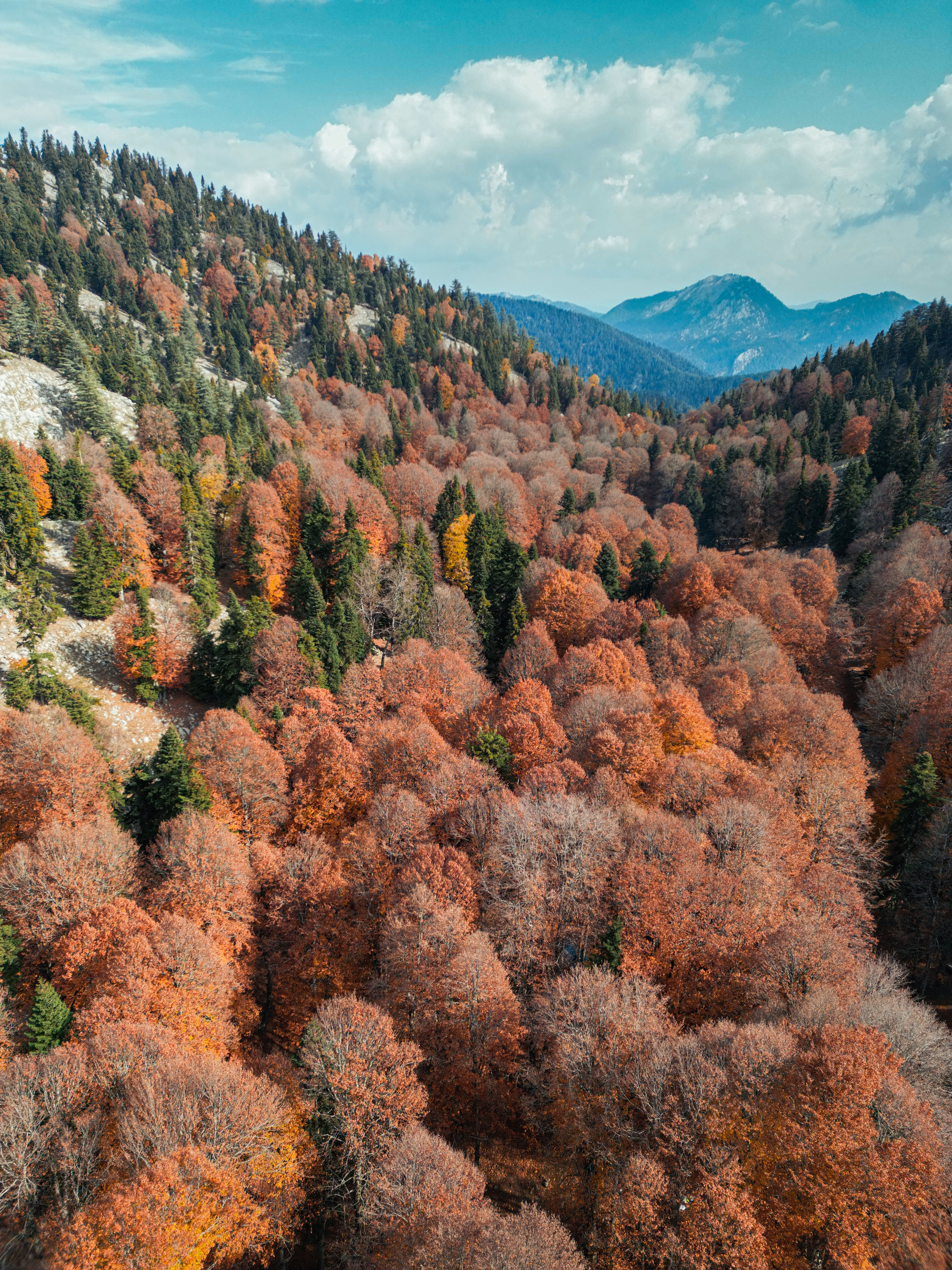 Stunning Autumn Landscape in Turkish Mountain Forest · Free Stock Photo