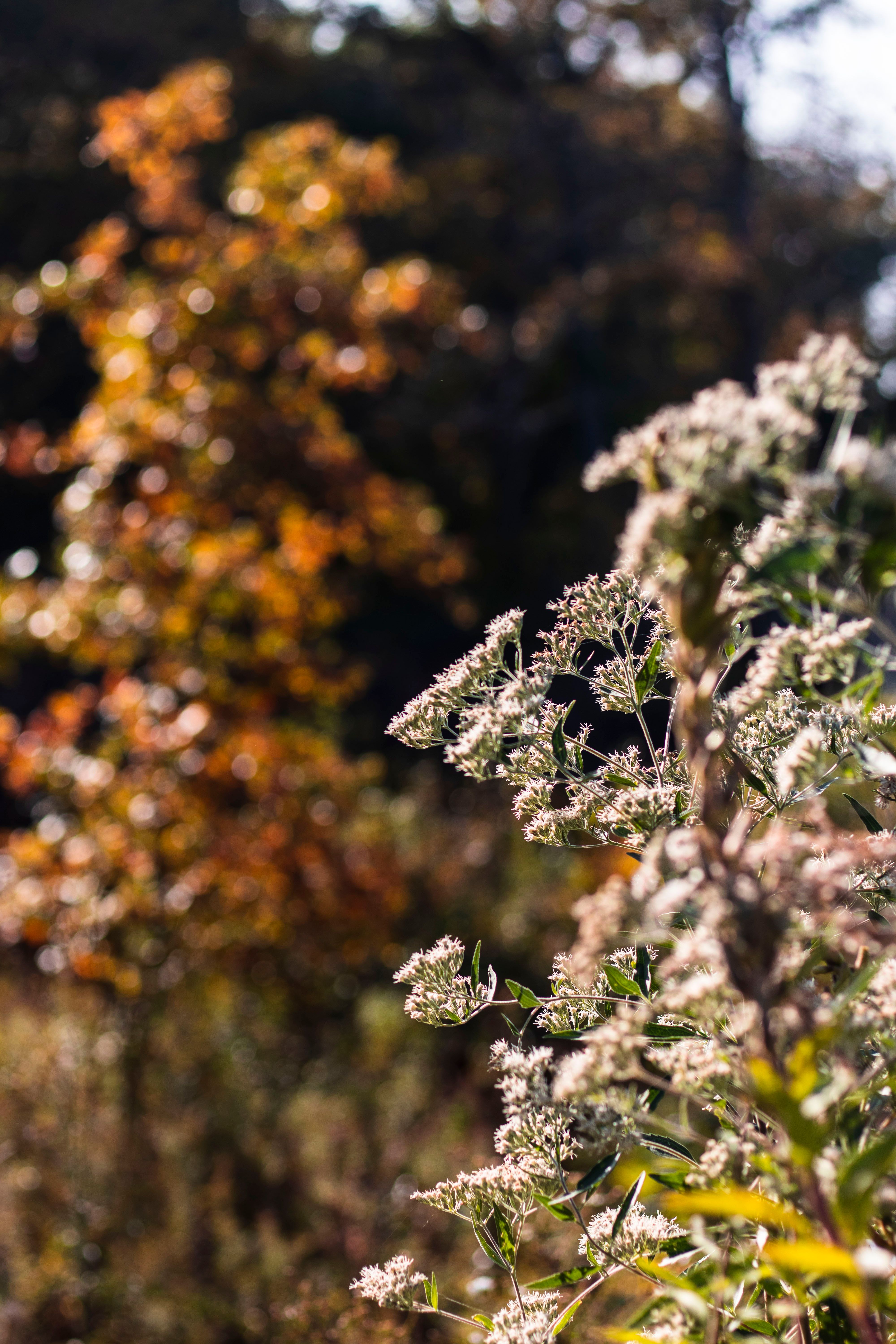 Free stock photo of autumn, fall, flowers