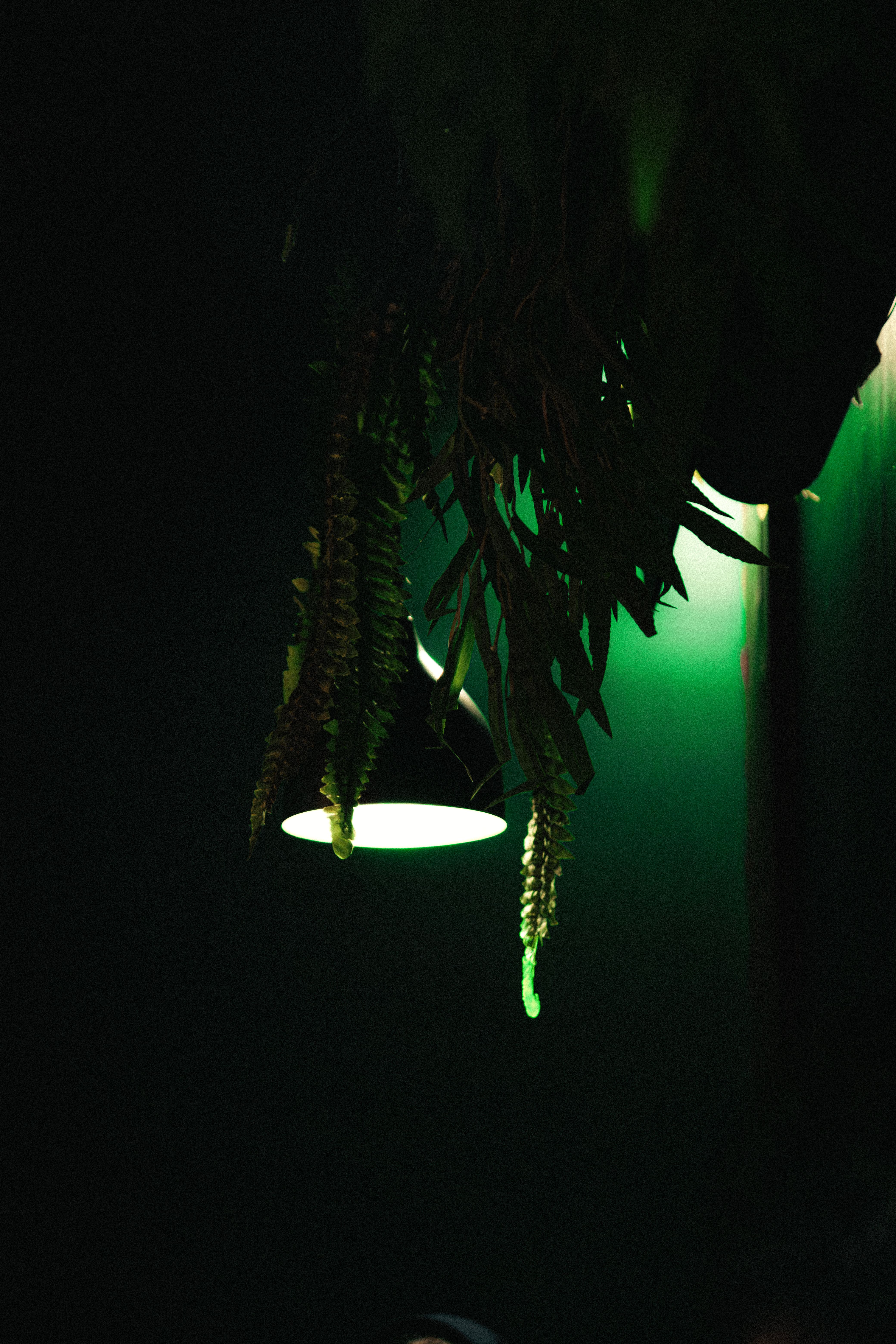 Moody Green Light with Hanging Foliage · Free Stock Photo