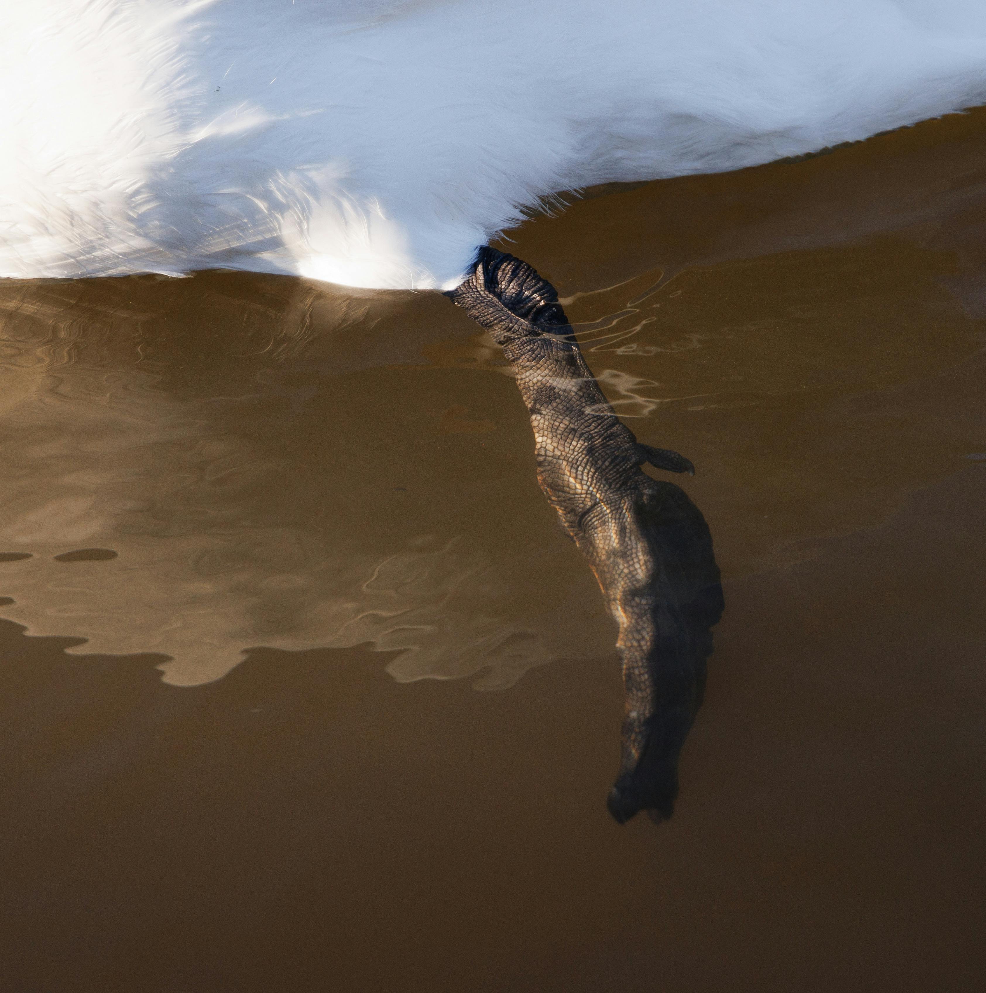 Close-up of a Swan's Webbed Foot in Water · Free Stock Photo