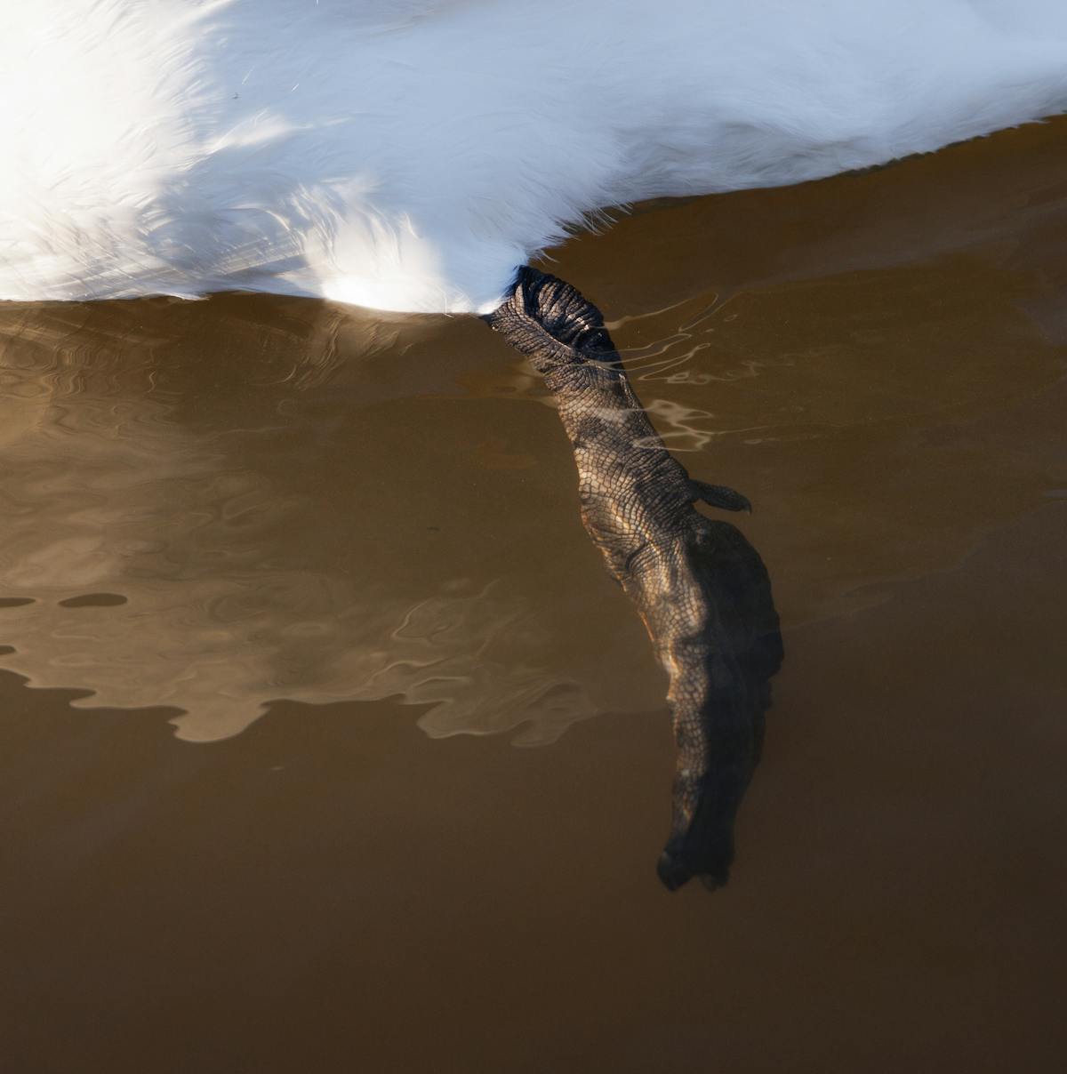 Korean Beast Swan Photos, Download The BEST Free Korean Beast Swan ...