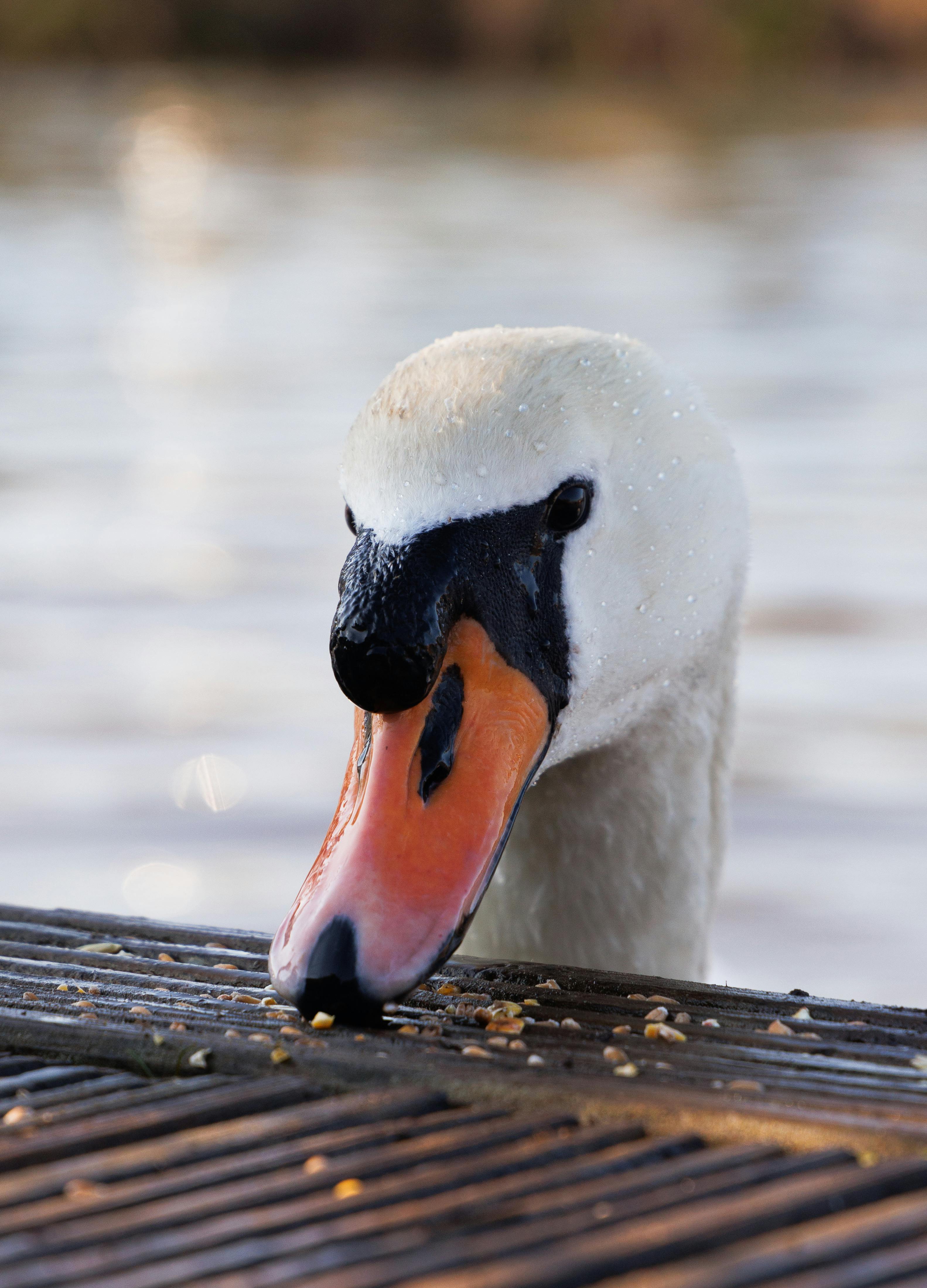 Beautiful Swan by Lakeside with Wet Feathers · Free Stock Photo