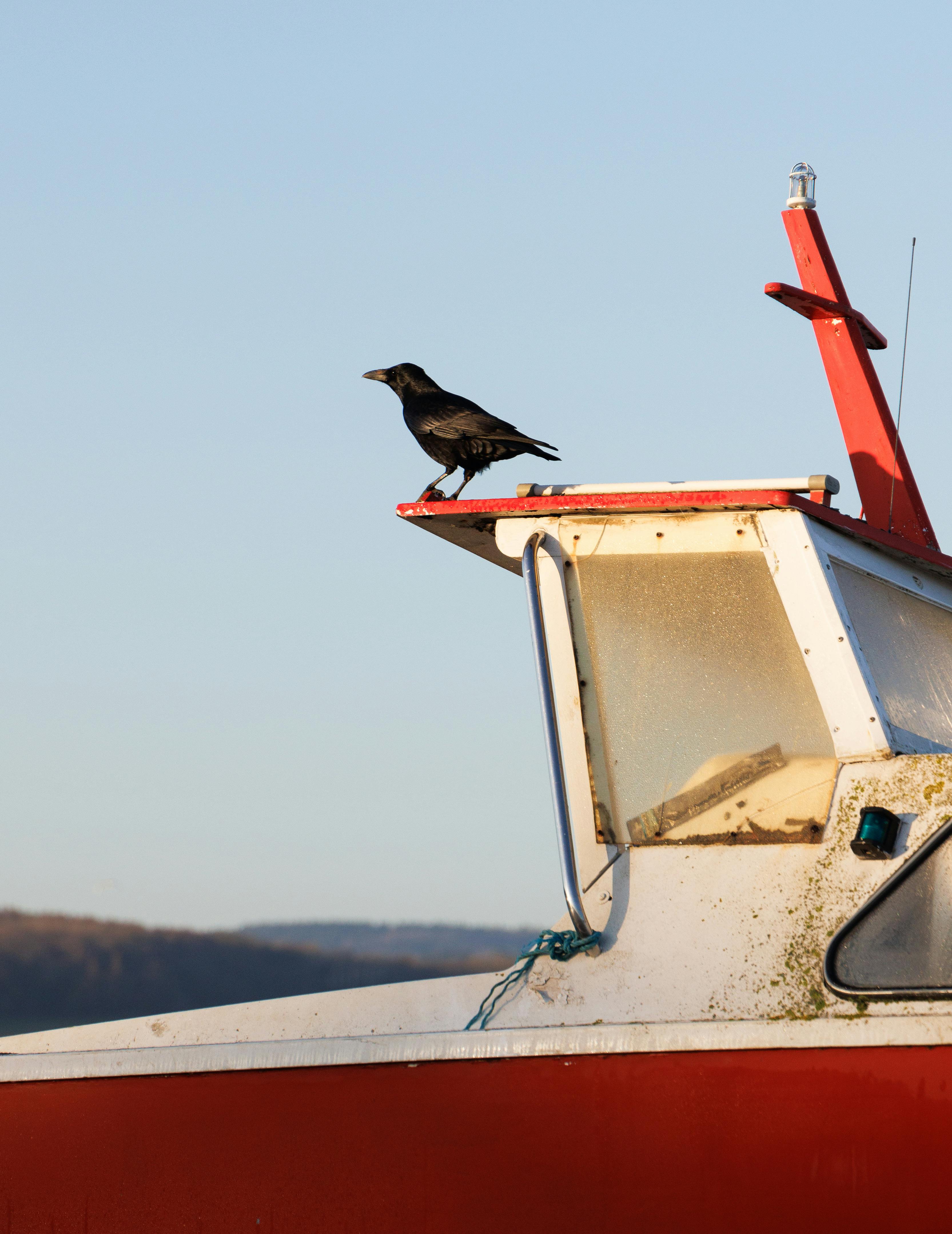 Crow Top Angle Photos, Download The BEST Free Crow Top Angle Stock ...