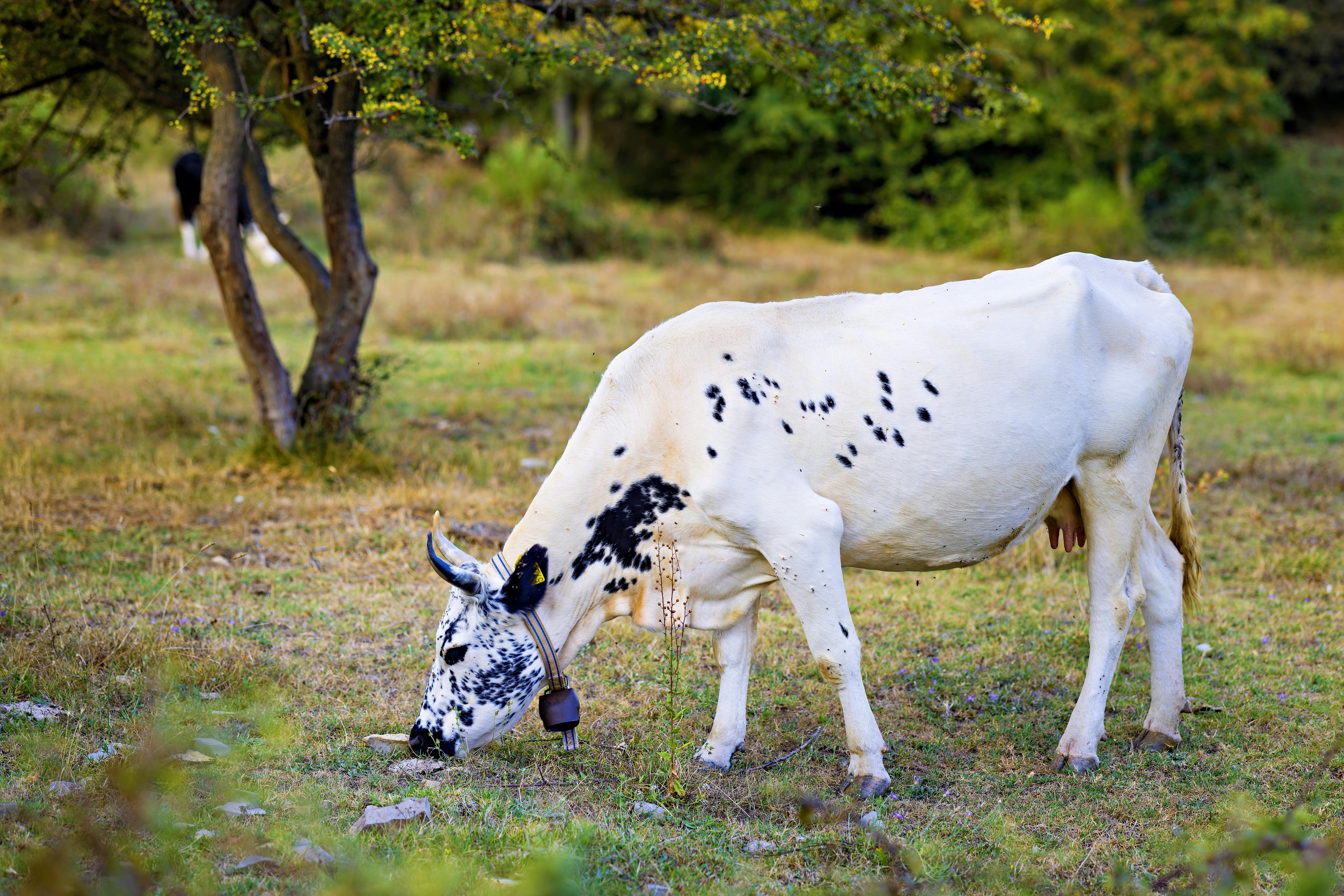 Dappled Cow Grazing in a Sunny Summer Meadow · Free Stock Photo