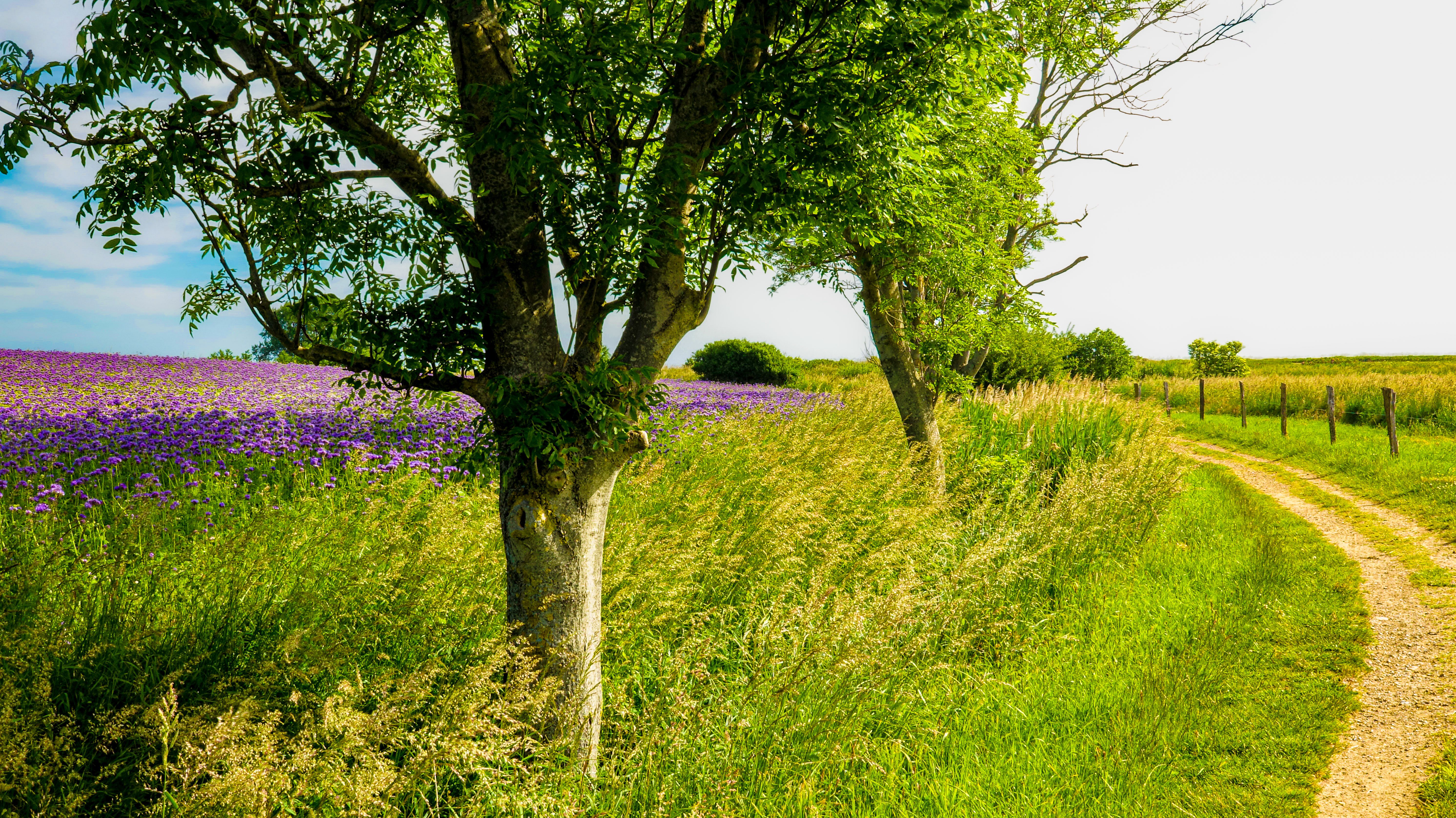 Scenic Path Through Blooming Flower Field · Free Stock Photo