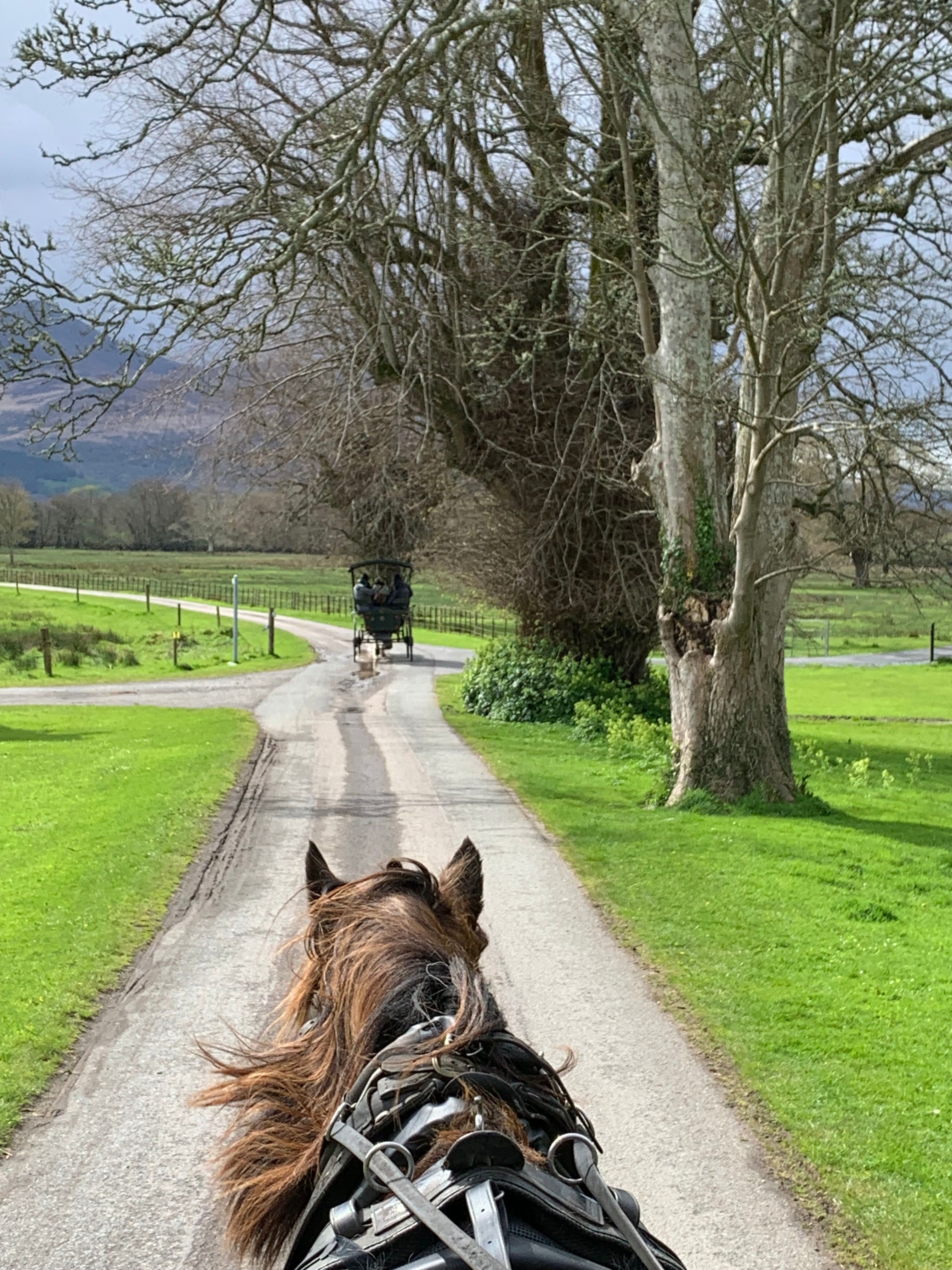 Horse Carriage Ride through Irish Countryside · Free Stock Photo
