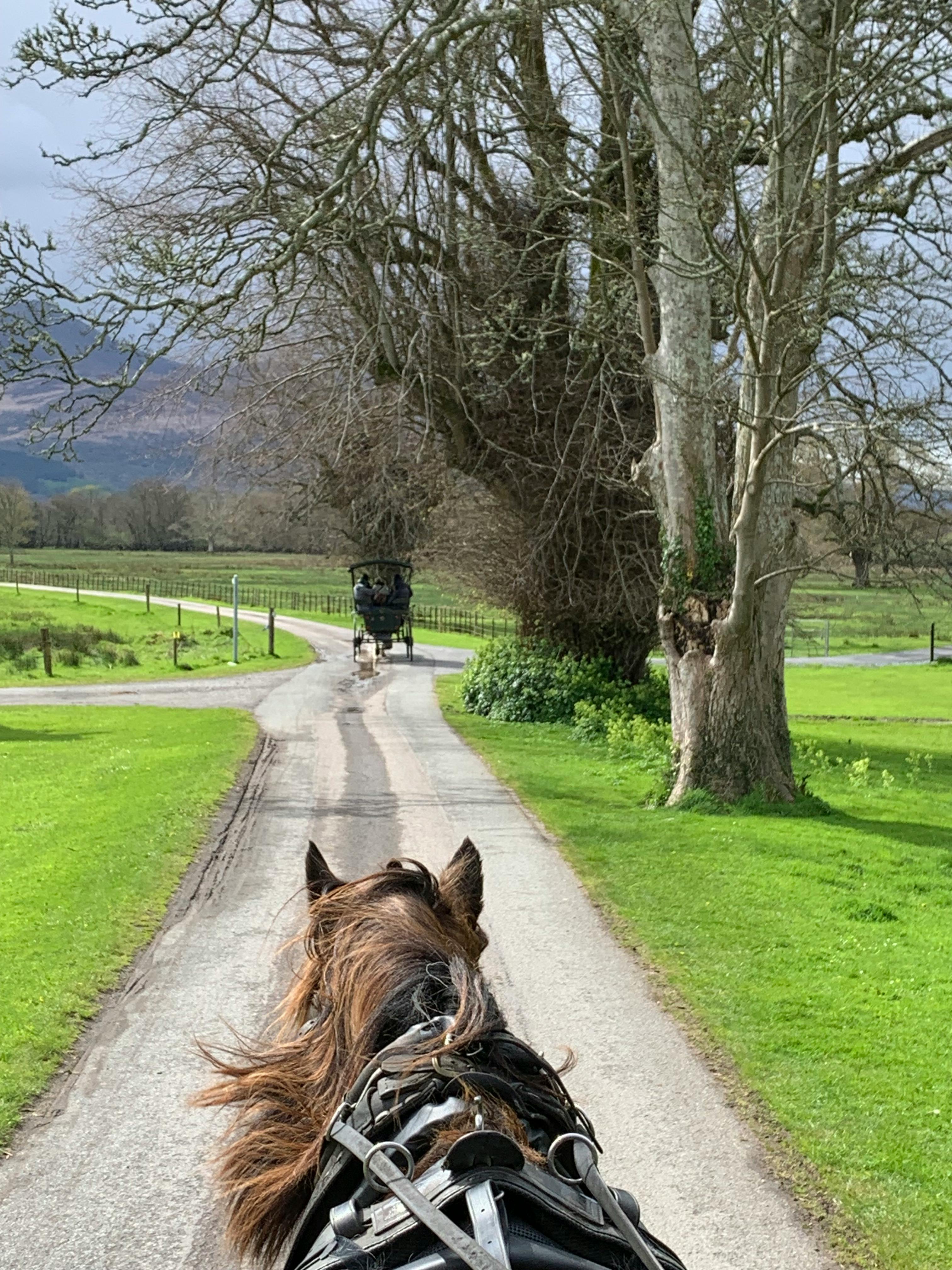 Horse Carriage Ride through Irish Countryside · Free Stock Photo