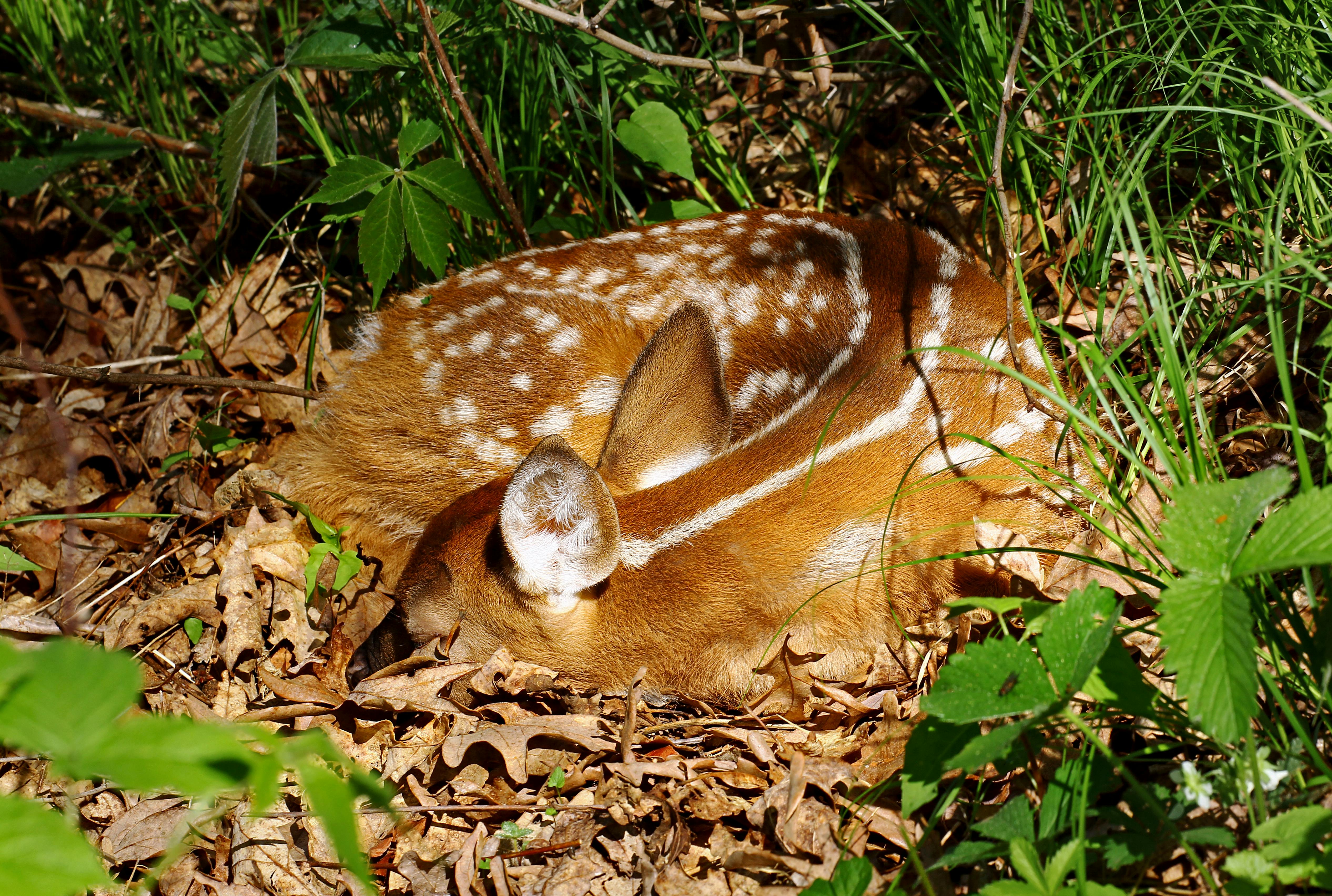 Adorable Fawn Resting in Woodland Habitat · Free Stock Photo