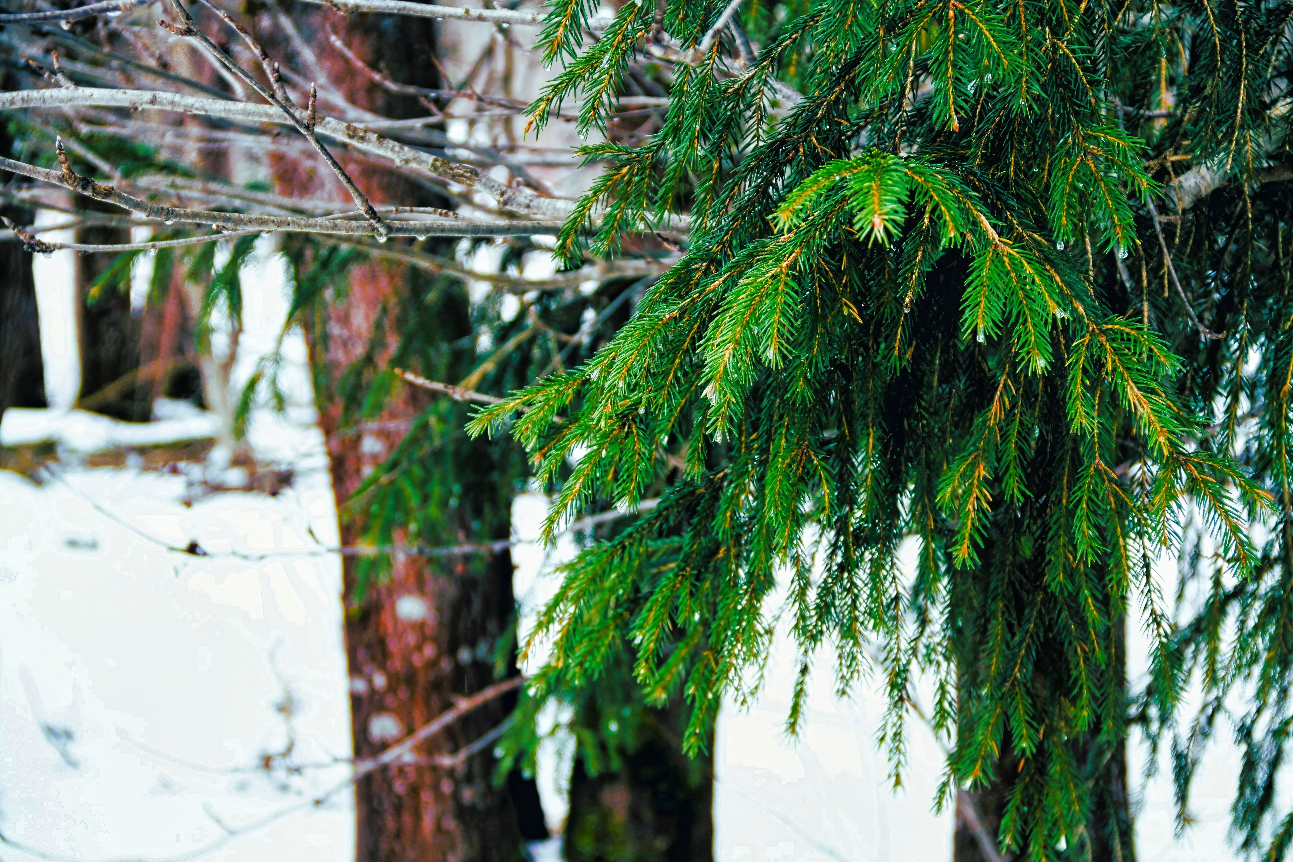 Winter Forest with Evergreen and Snow · Free Stock Photo