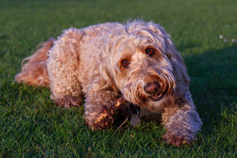 Brown Labrador Guide: From Puppy to Senior Dog