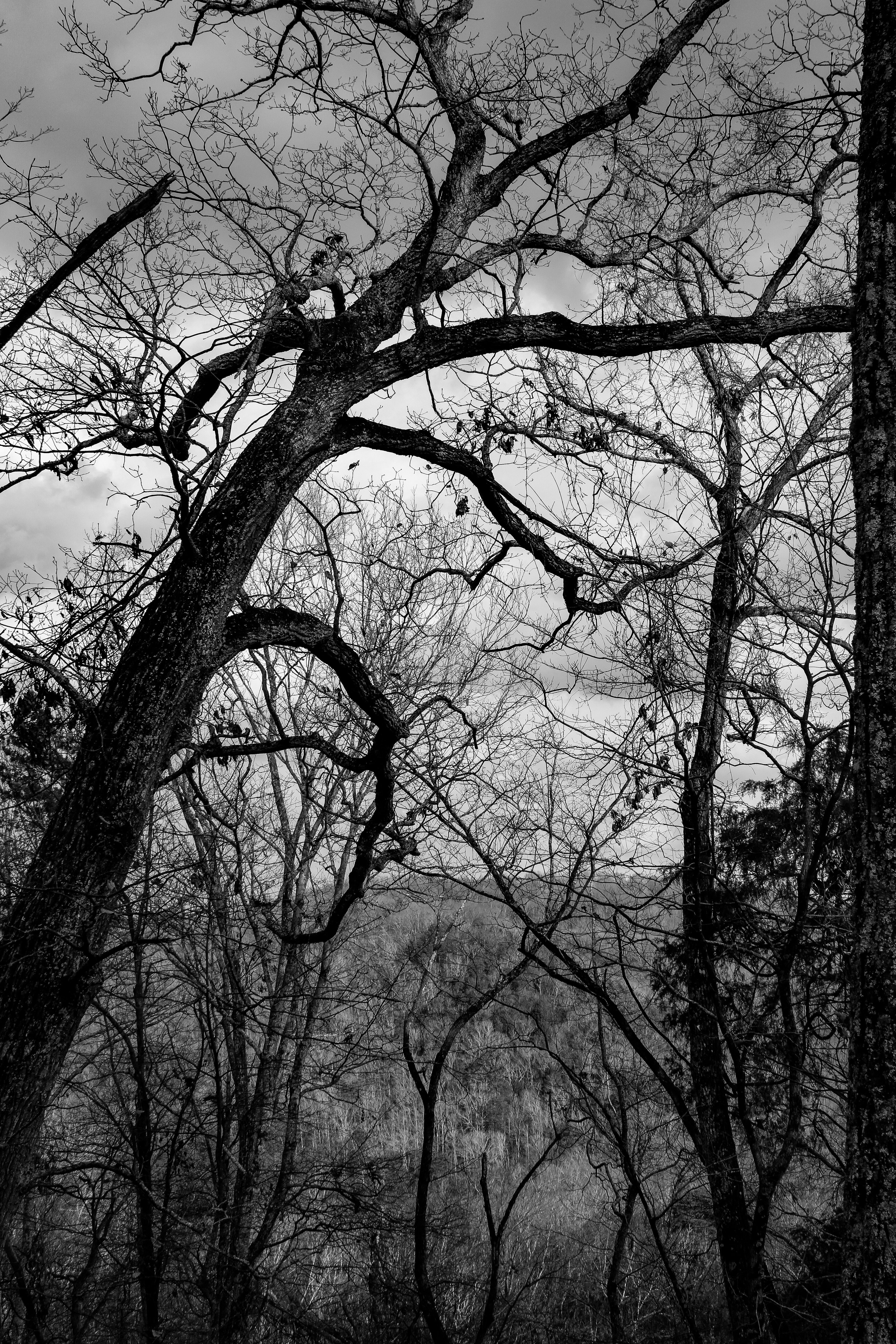 Black And White Nature Photos, Download The BEST Free Black And White ...