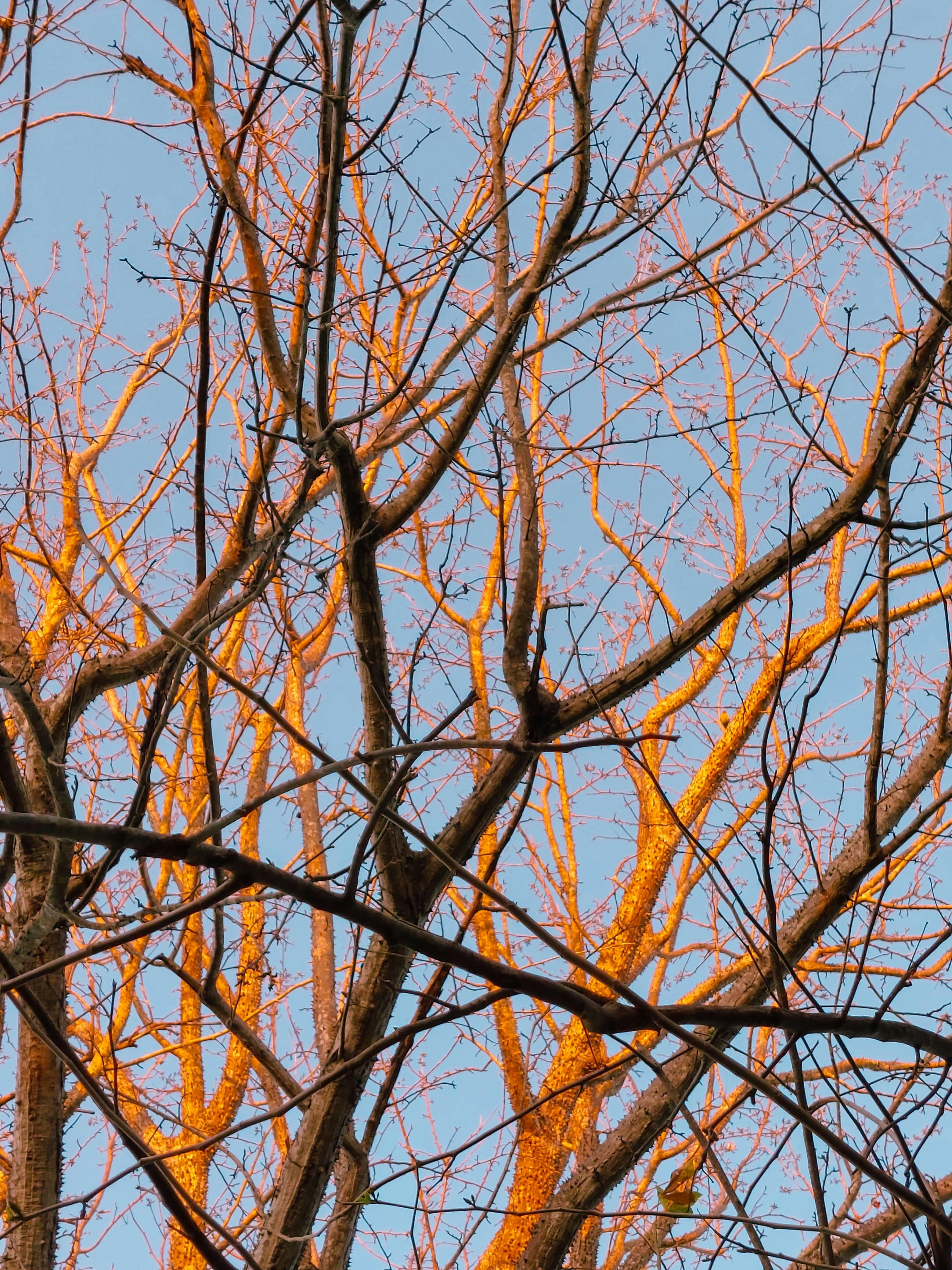 Golden Hour Tree Branches Against Clear Sky · Free Stock Photo