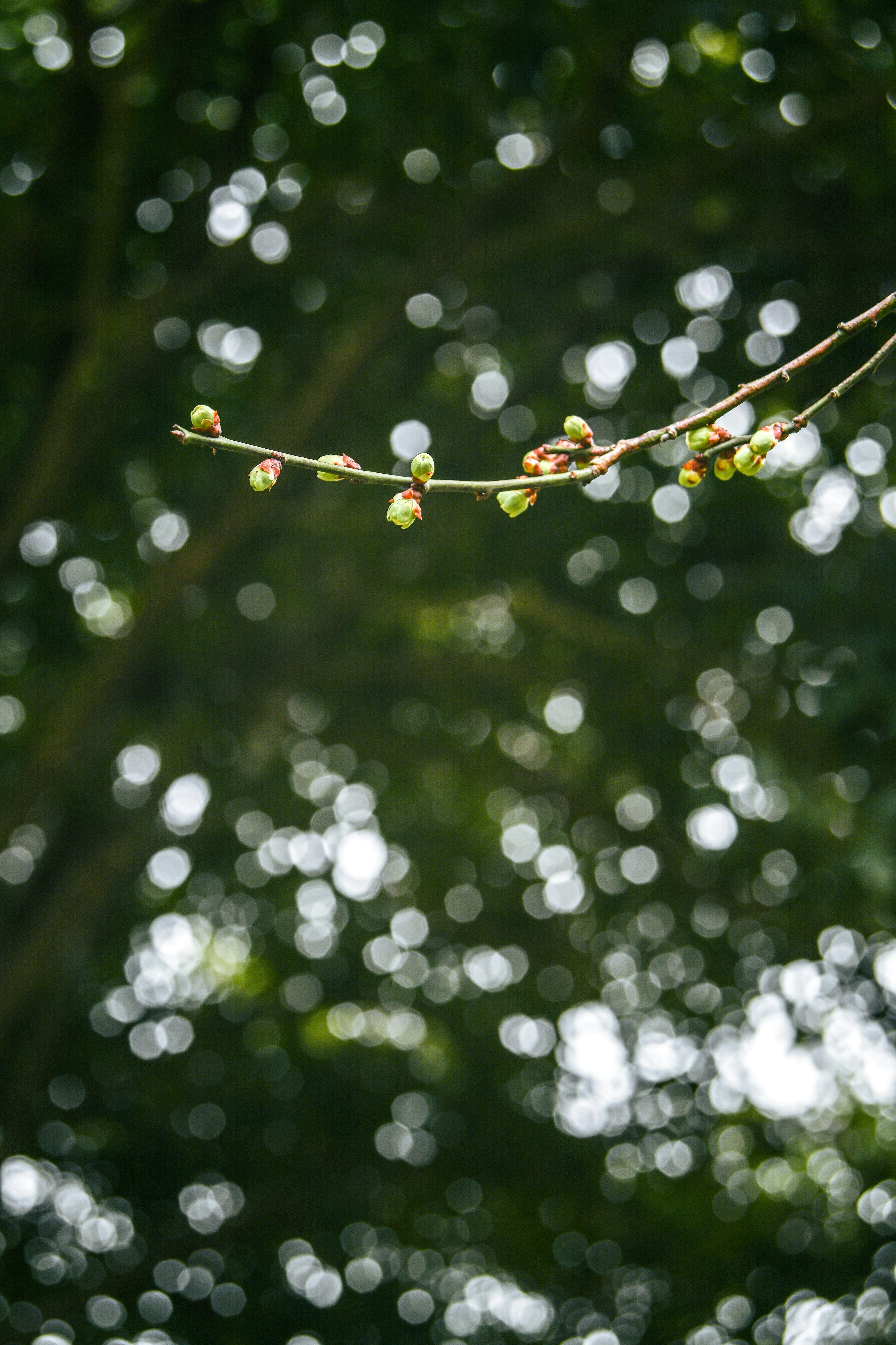 Cheng Shi Song - 摄影