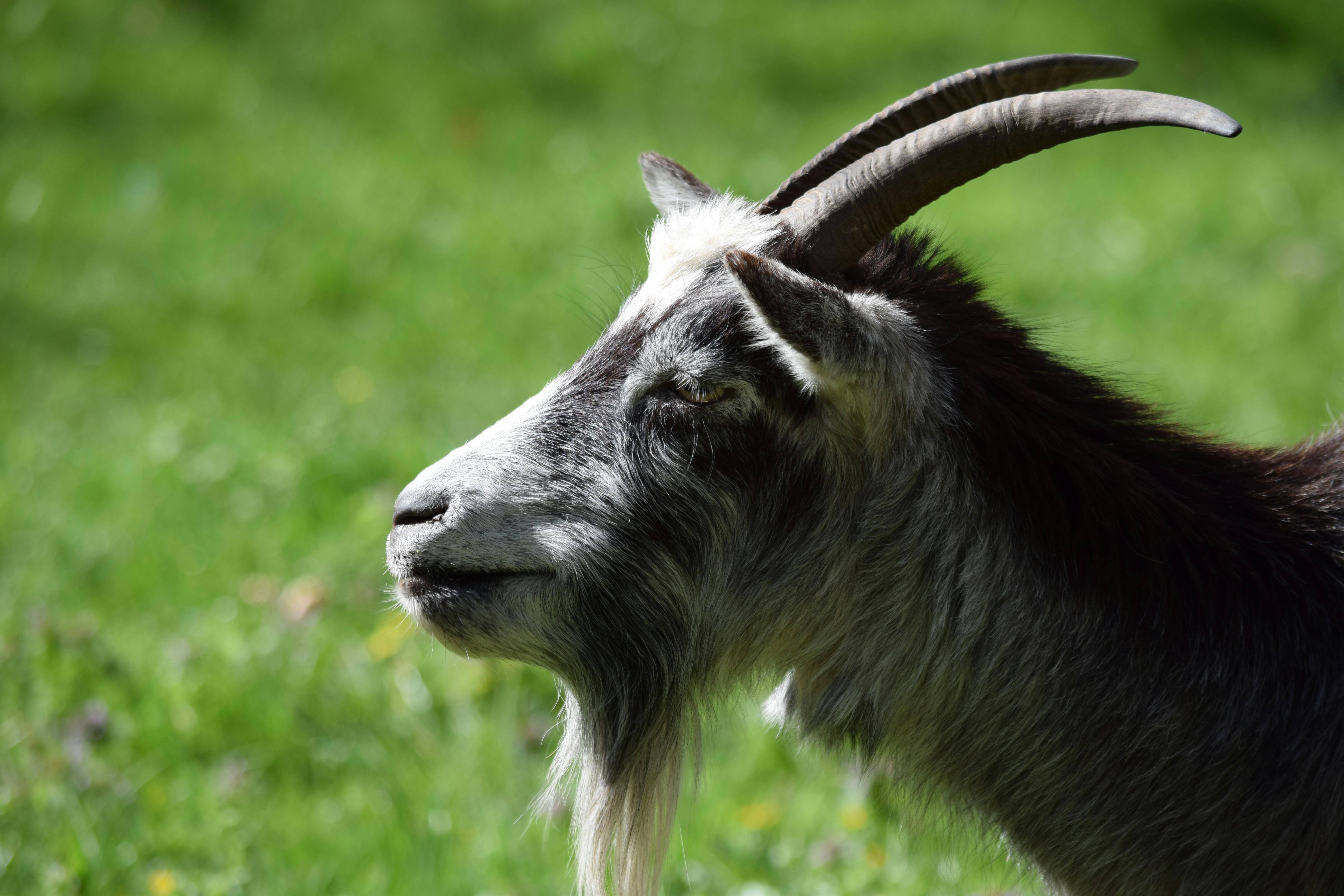 Perfil Majestuoso De Un Macho Cabrío En Un Campo Iluminado Por El Sol ...