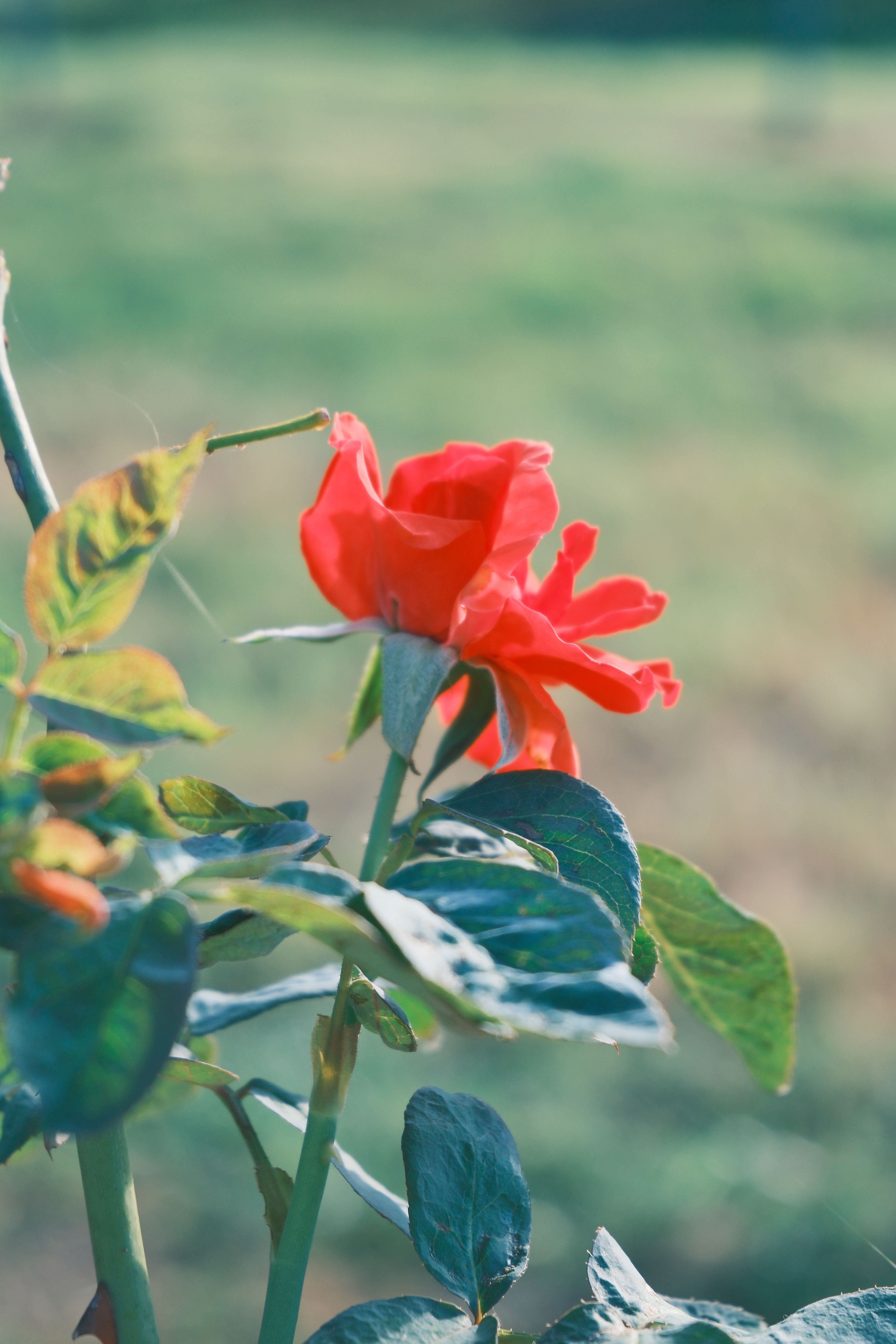 Vivid Red Flower in Lush Outdoor Garden · Free Stock Photo