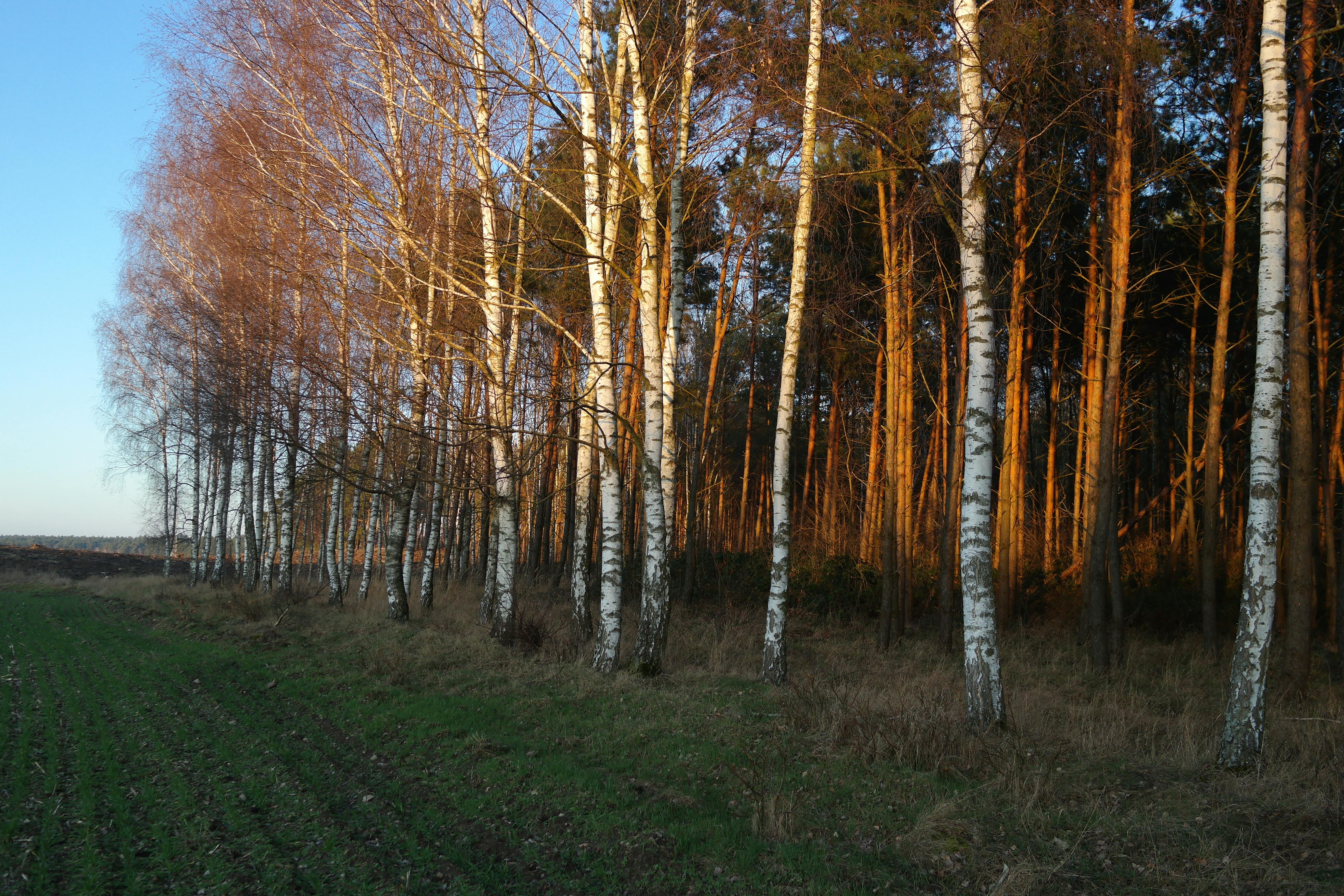 Serene Birch Forest Landscape at Sunset · Free Stock Photo