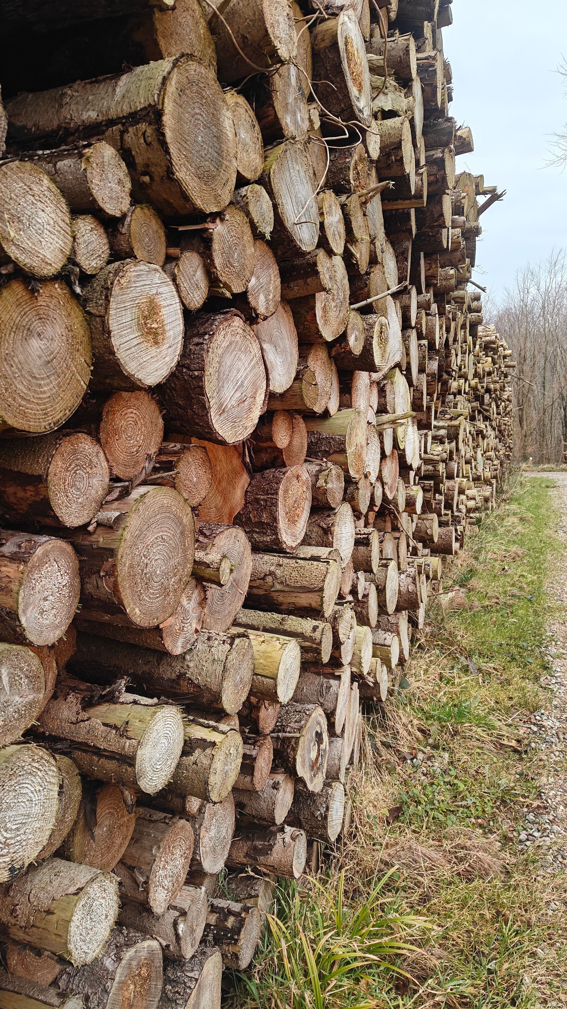 Stack of Logs Along a Forest Path Outdoor Scene · Free Stock Photo