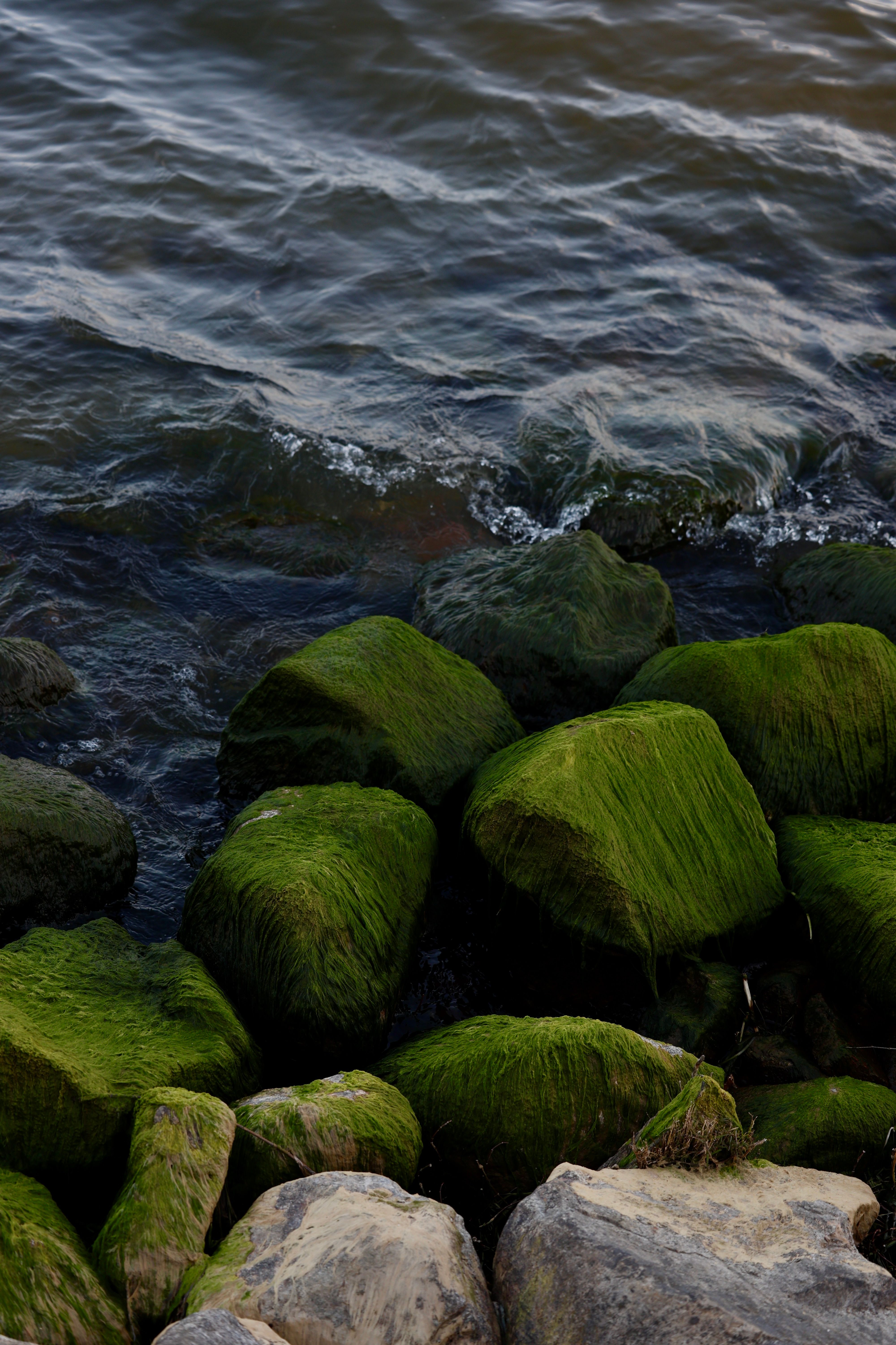 Shore Rocks Moss Moss On Rocks On Sea Shore · Free Stock Photo