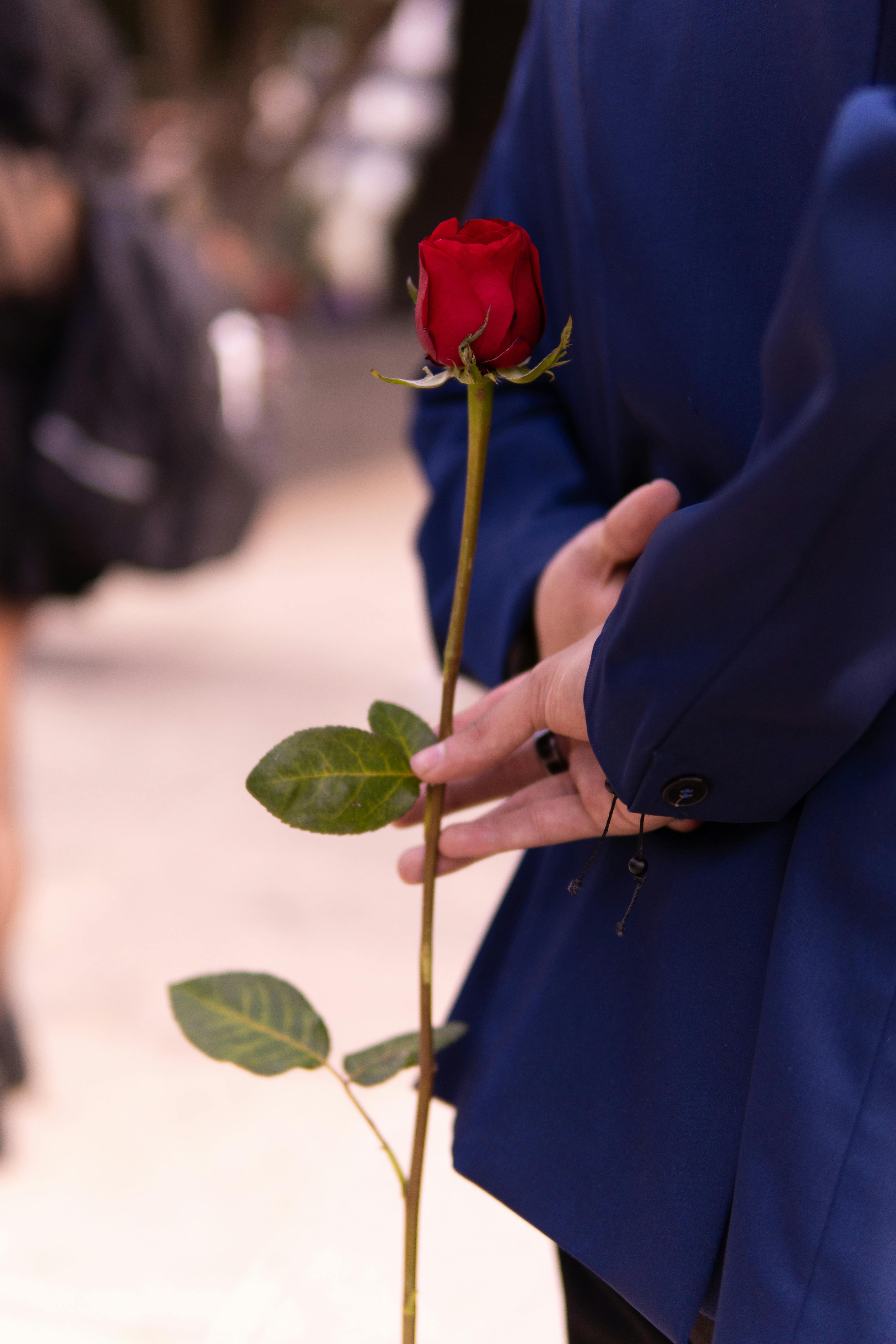 Person Holding Red Rose in Mexico City · Free Stock Photo