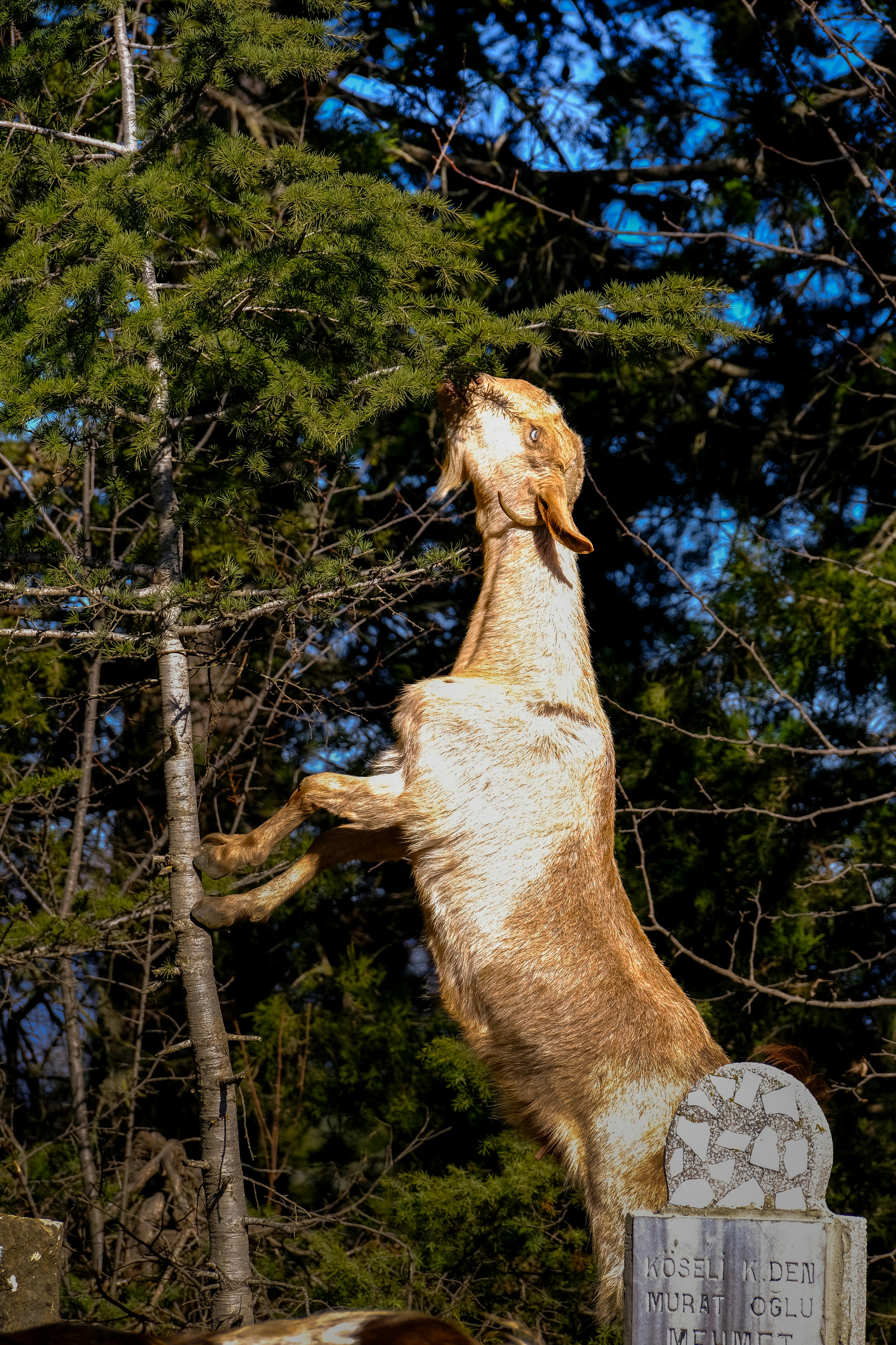 Goat Reaching for Tree Branch Outdoors · Free Stock Photo